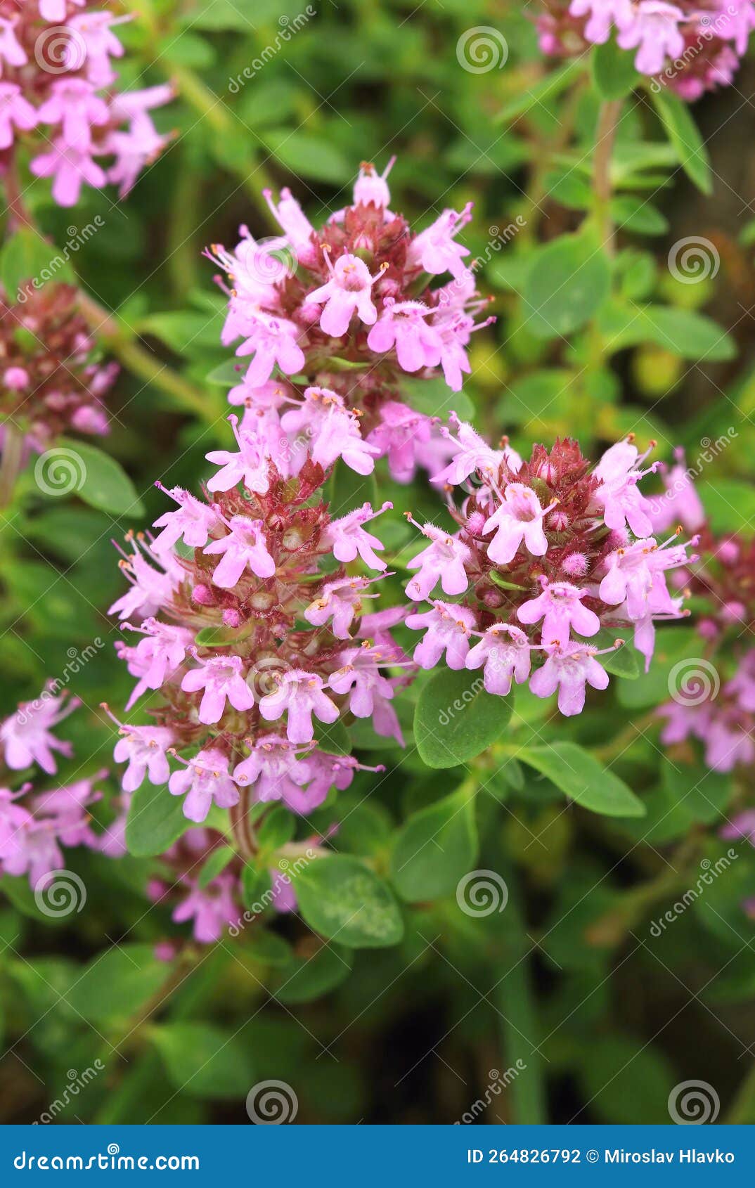 The Common Thymus Flower Blooming Stock Photo - Image of beauty, flora ...
