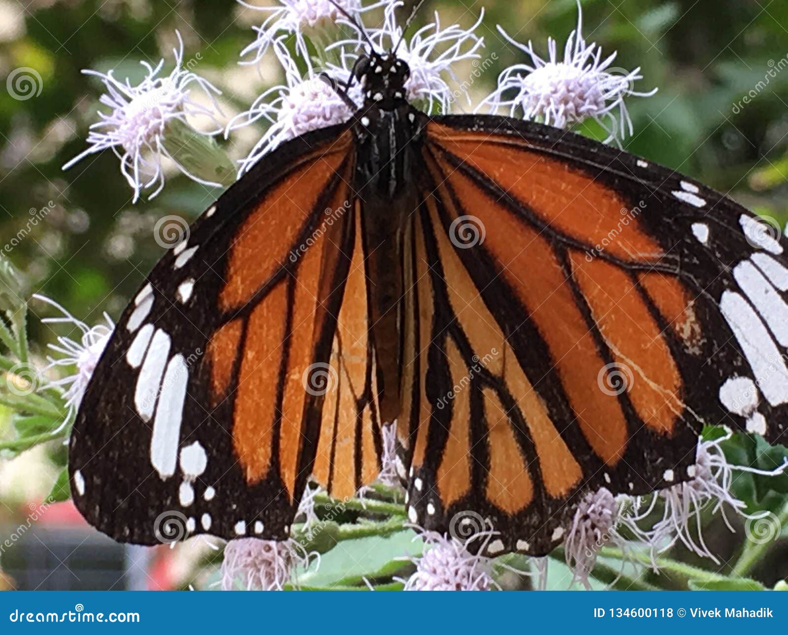 Common Tiger Beautiful Butterfly Stock Photo - Image of butterfly ...