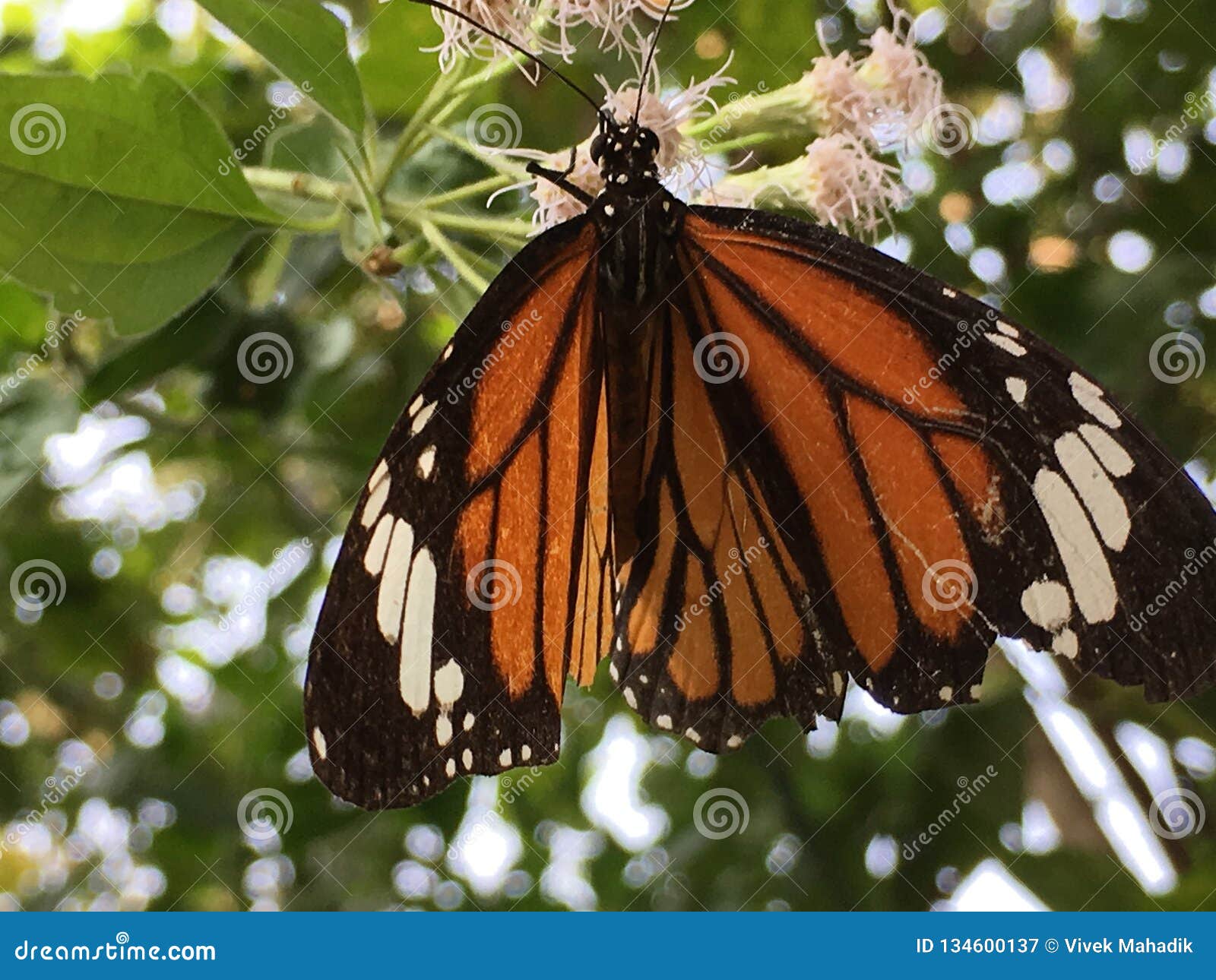 Common Tiger Beautiful Butterfly Stock Image - Image of beautiful ...