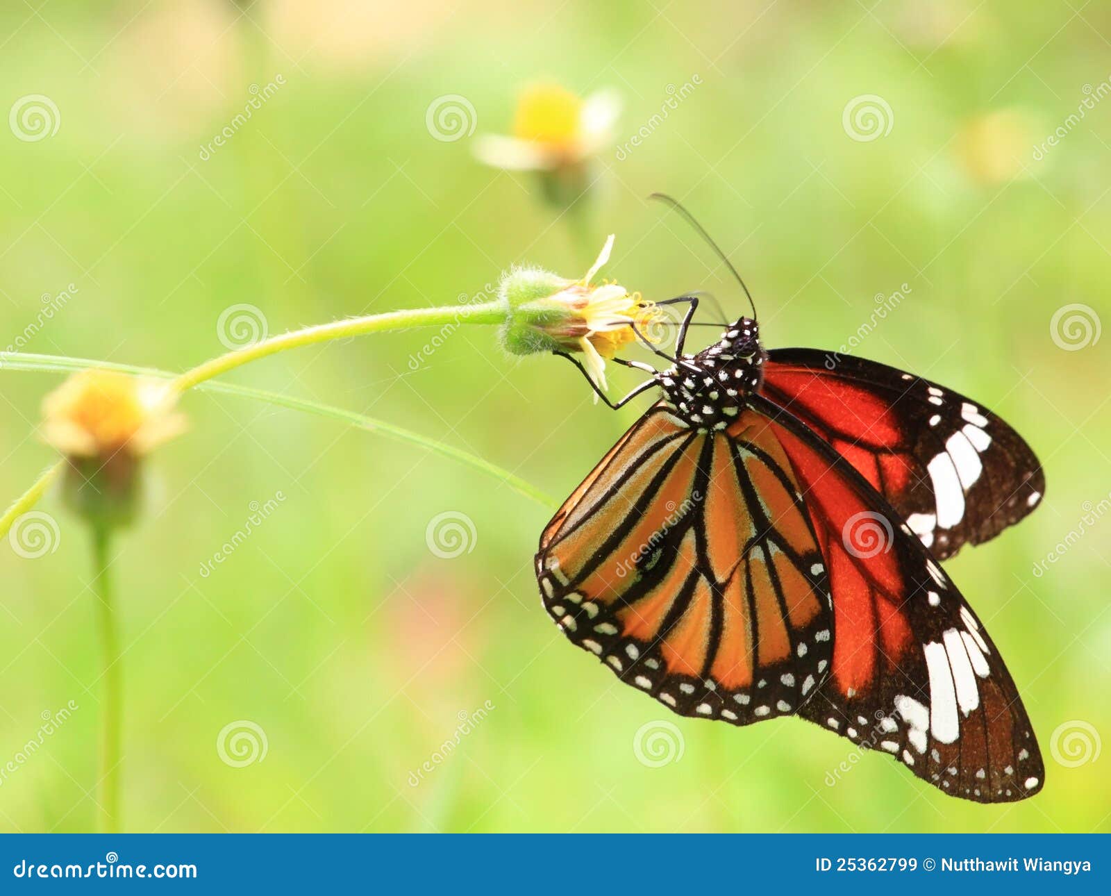 Common Tiger butterfly stock image. Image of outdoors - 25362799