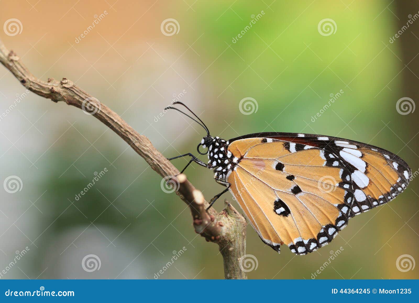 Common Tiger butterfly stock image. Image of amazing - 44364245