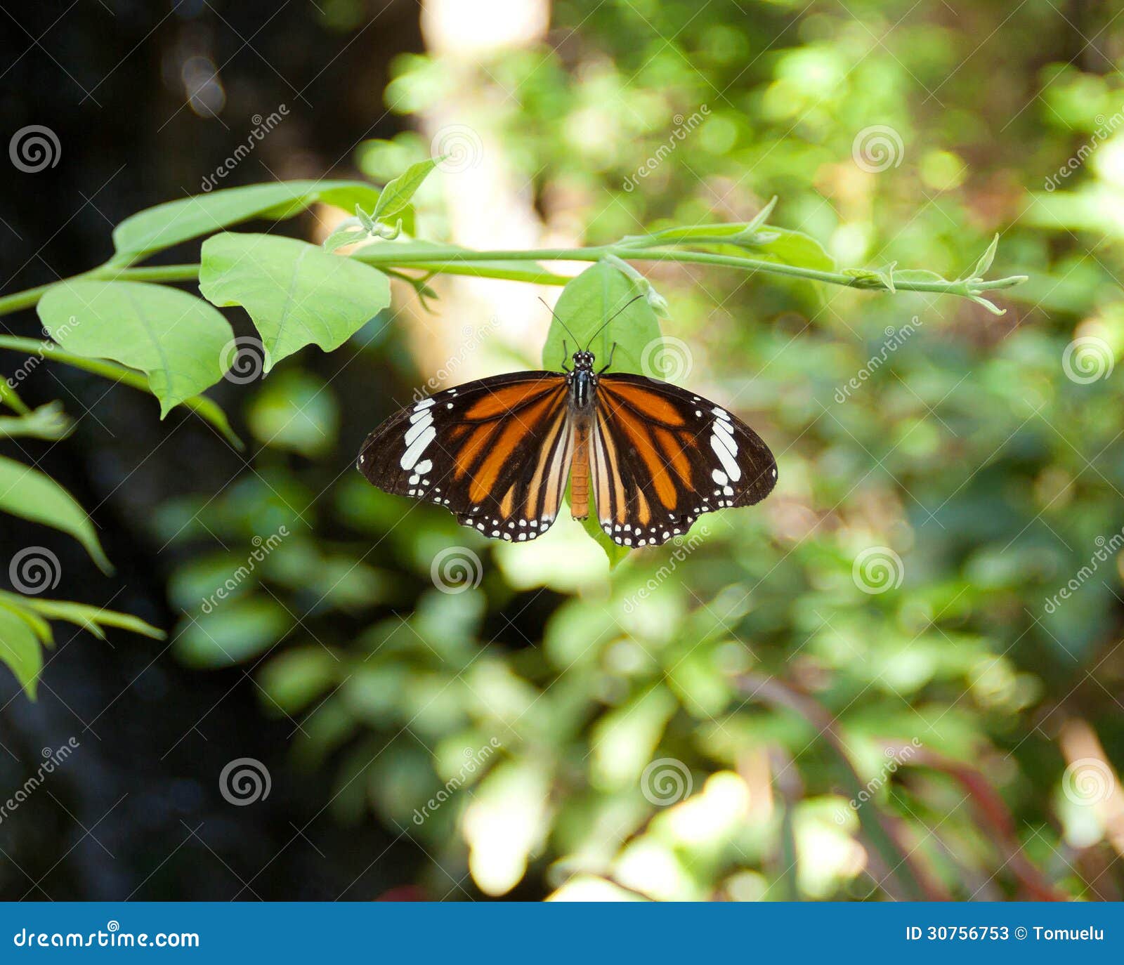 Common Tiger Butterfly stock image. Image of genutia - 30756753