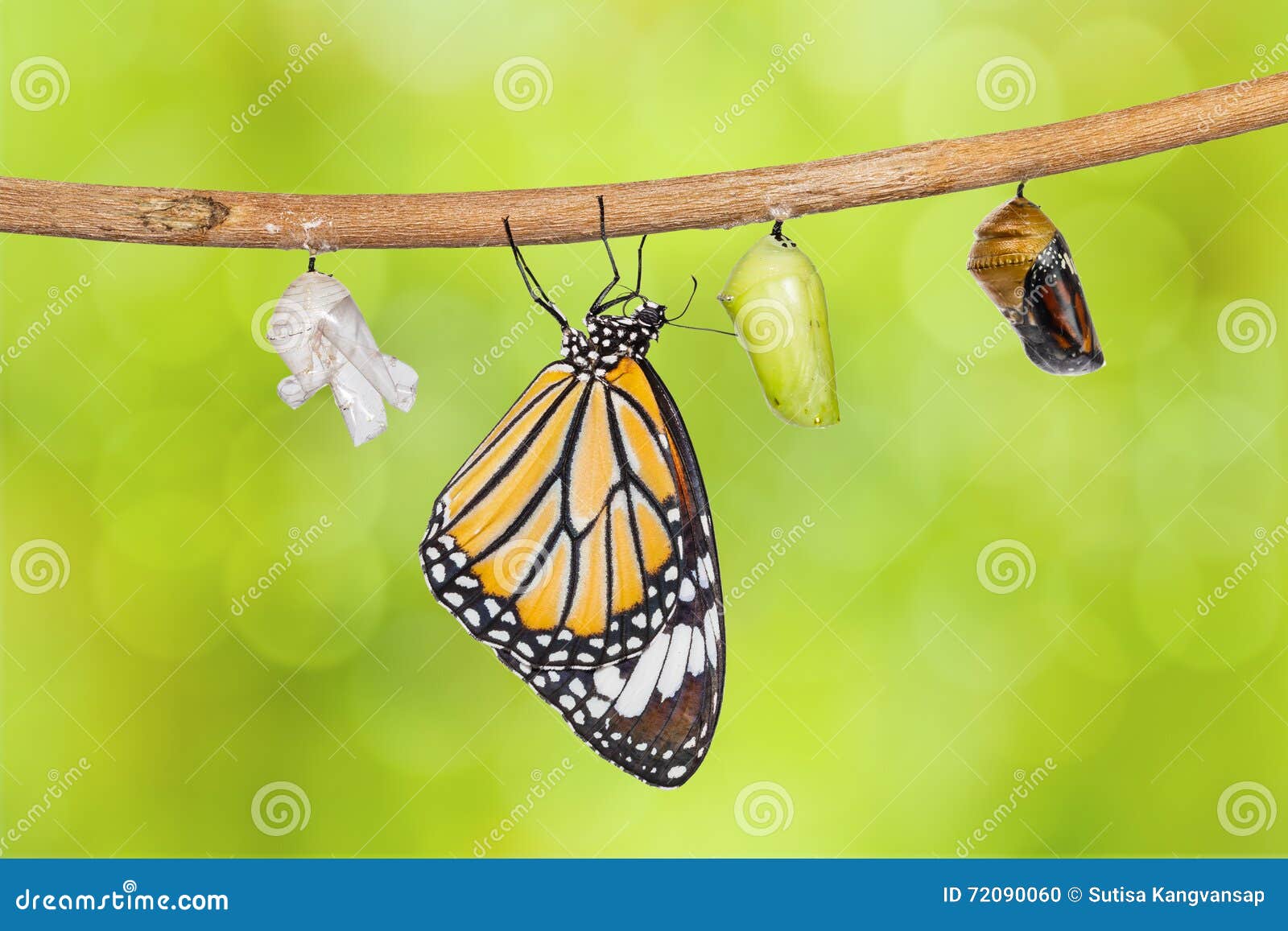 Common Tiger Butterfly Emerging from Pupa Stock Photo - Image of ...