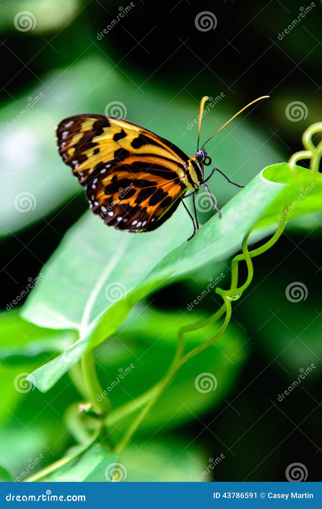 Common Tiger Butterfly stock image. Image of south, common - 43786591