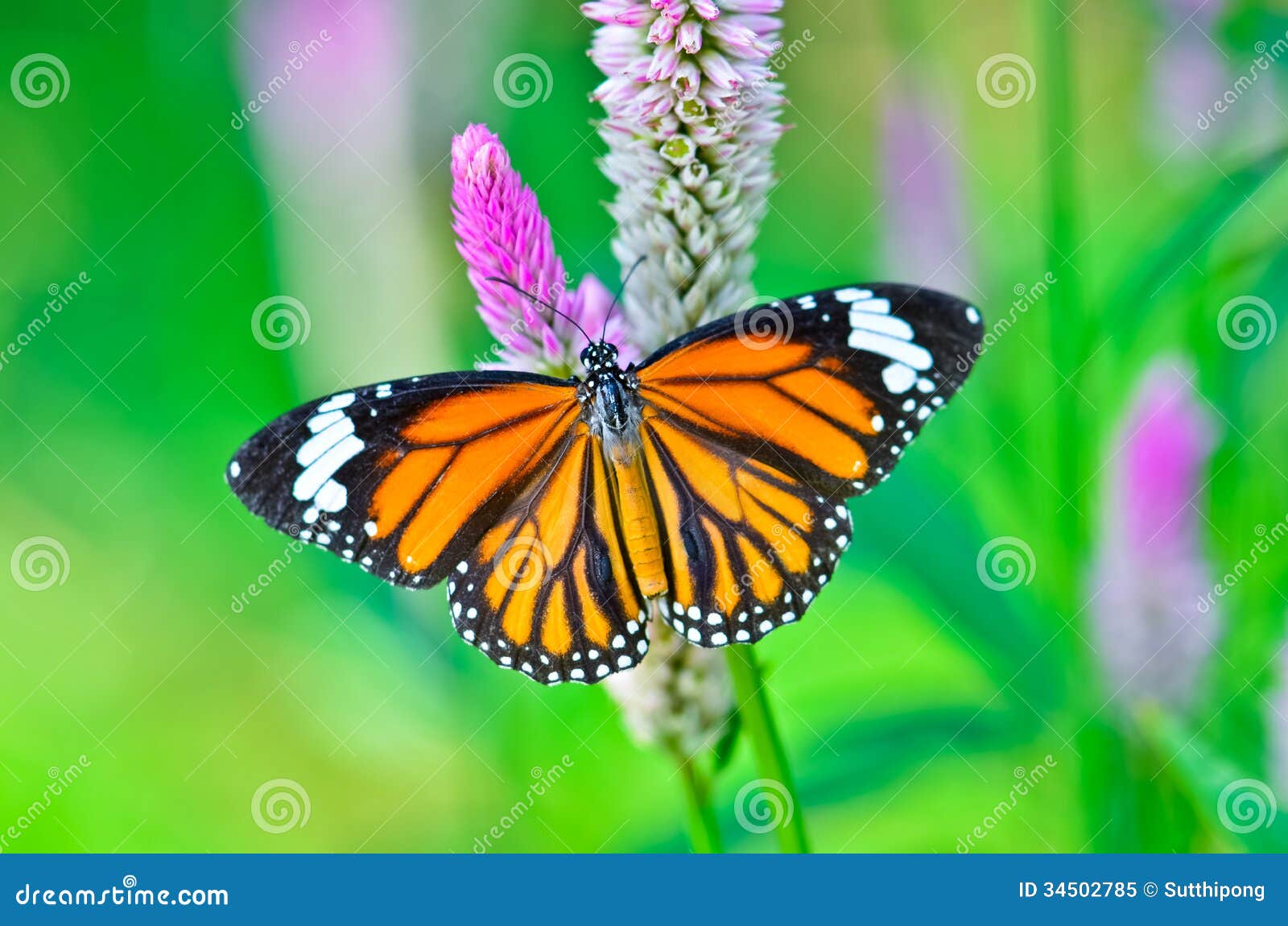 Common tiger butterfly stock image. Image of bugs, celosia - 34502785