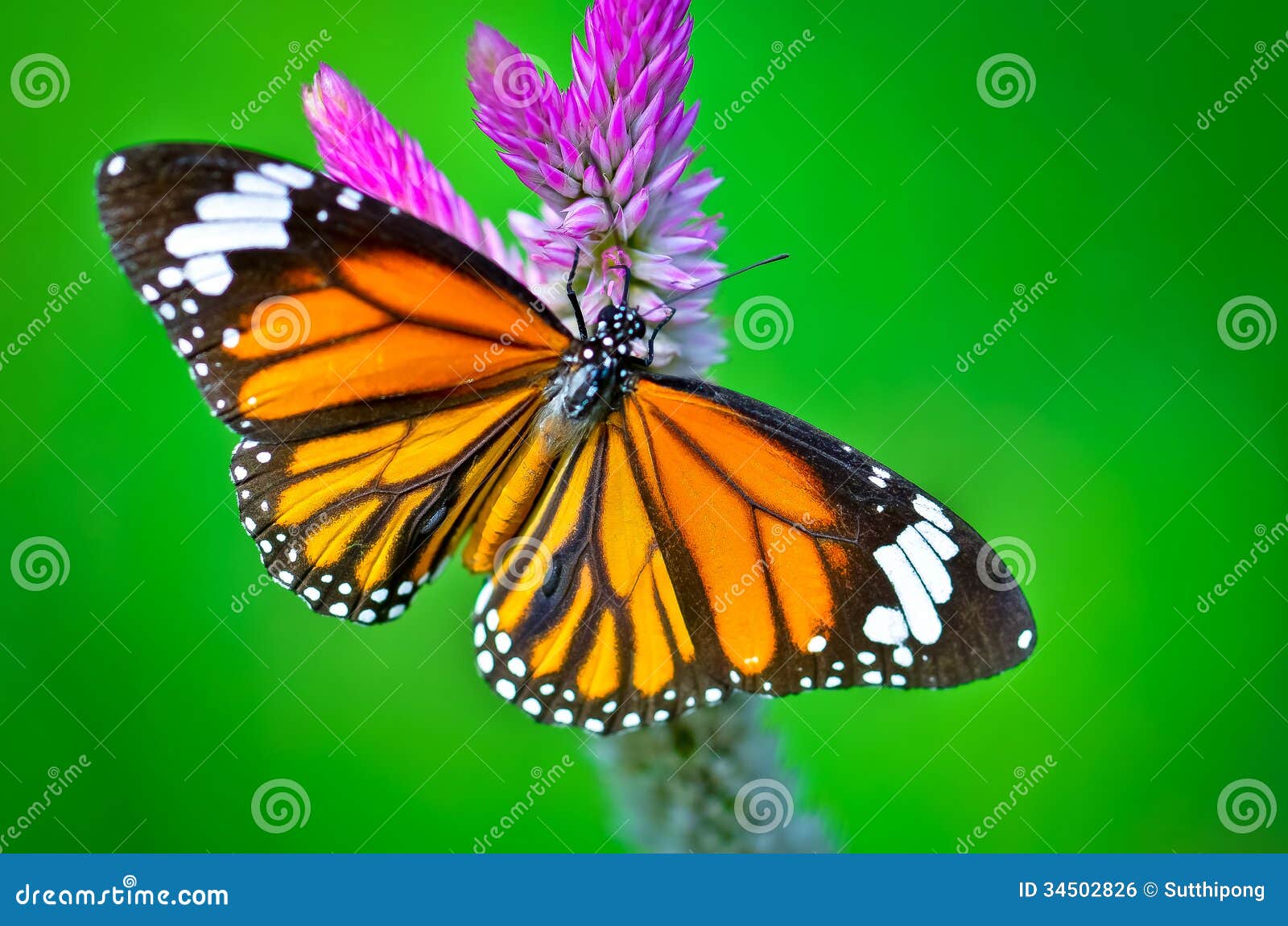 Common tiger butterfly stock photo. Image of environment - 34502826