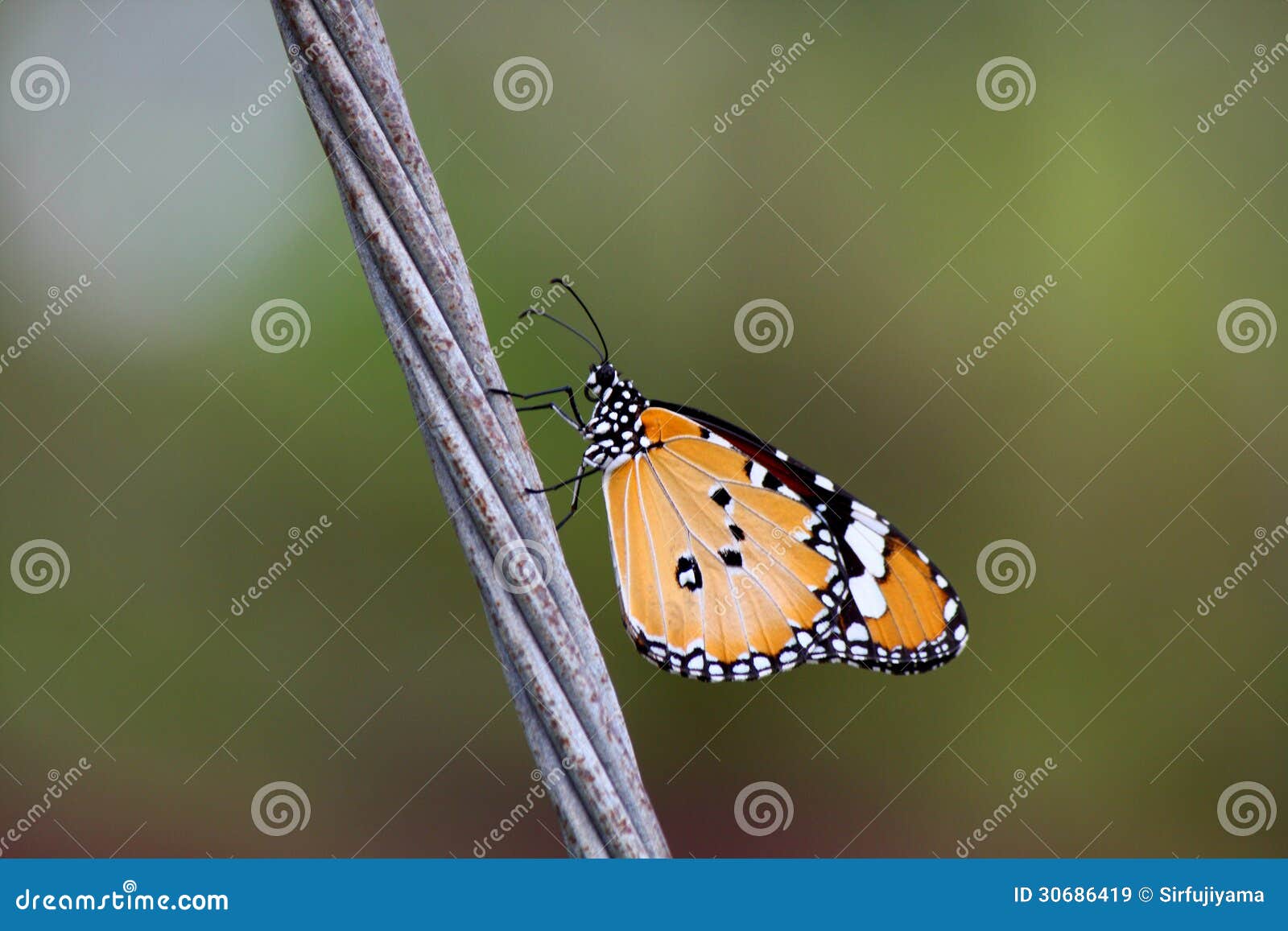 Common tiger butterfly stock image. Image of color, wing - 30686419