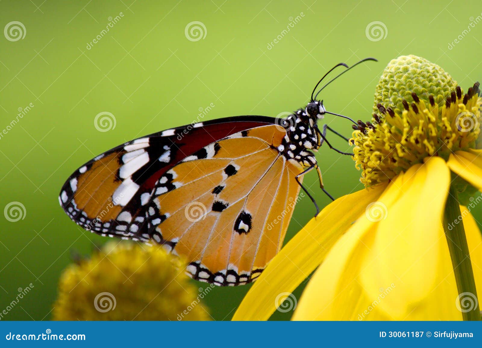 Common tiger butterfly stock image. Image of close, common - 30061187