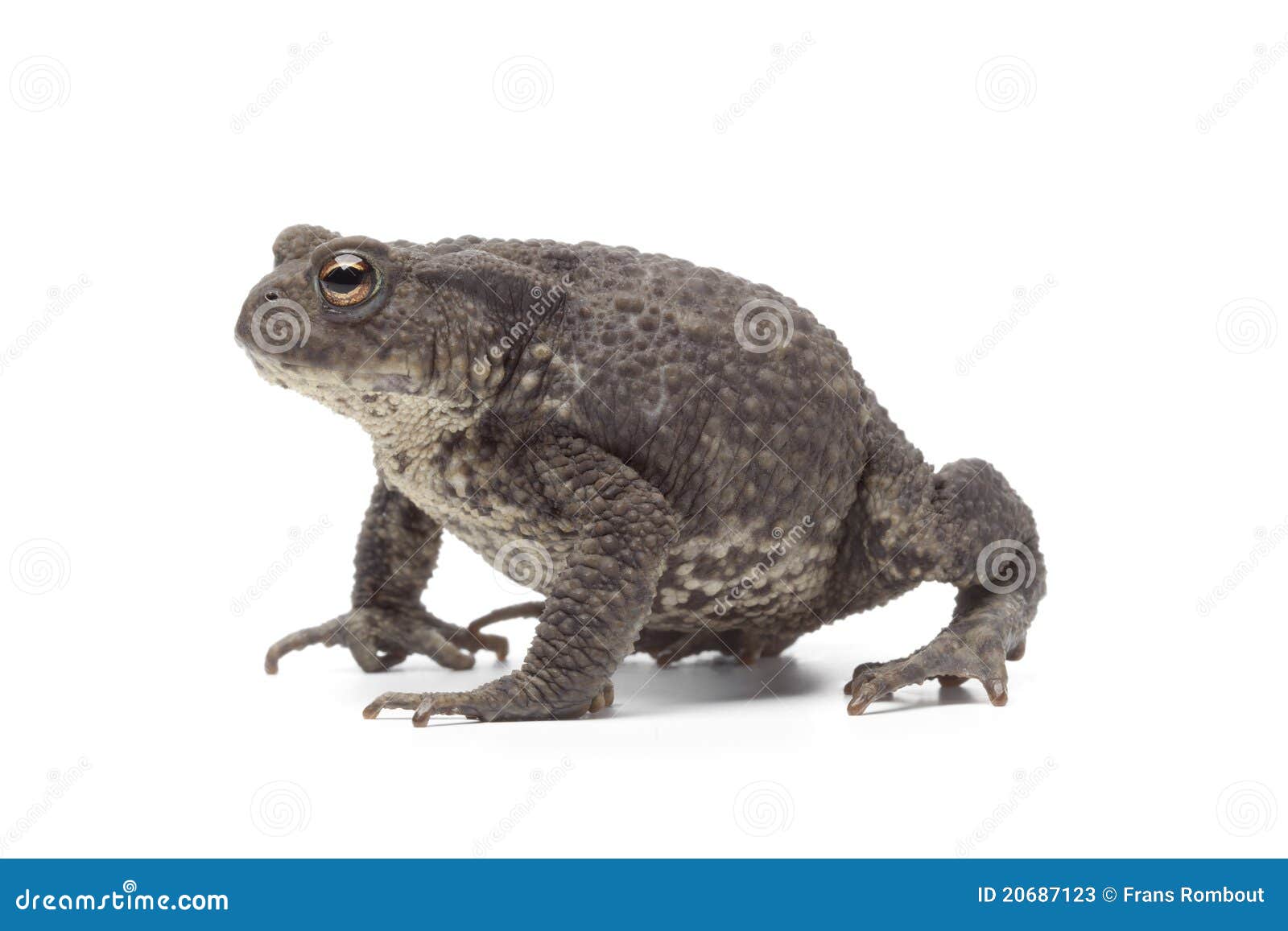 Common Toad With Landscape Stock Photography | CartoonDealer.com #92894360