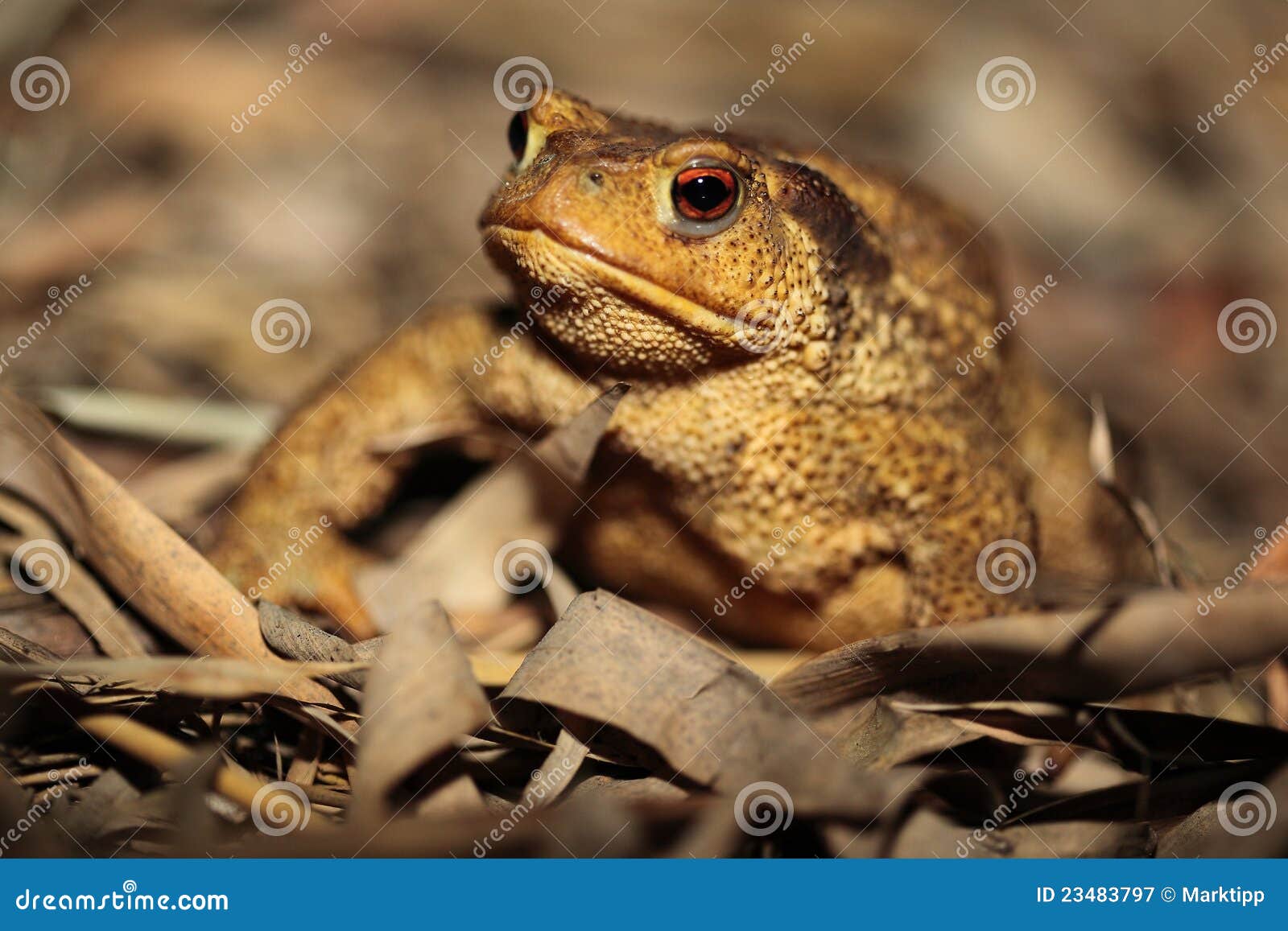 Common Toad stock image. Image of mouth, brown, bufo - 23483797