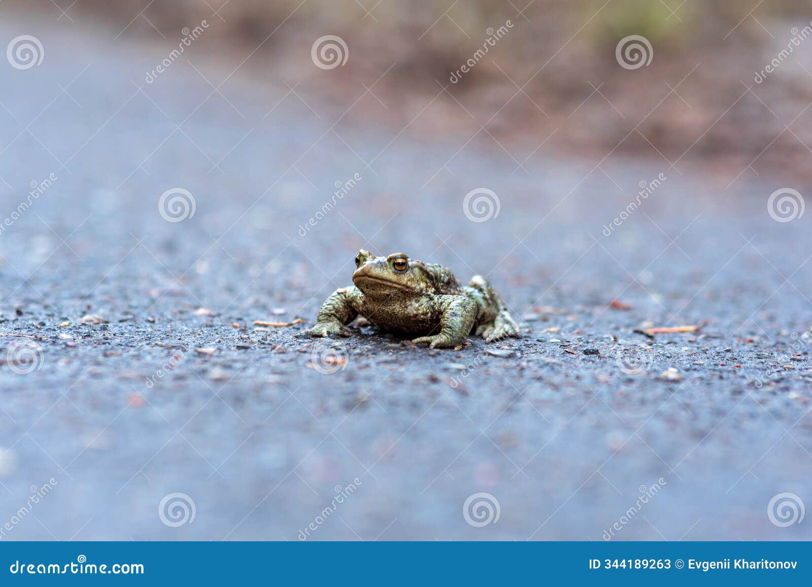 Common Toad on the Asphalt Road Stock Image - Image of amphibia ...