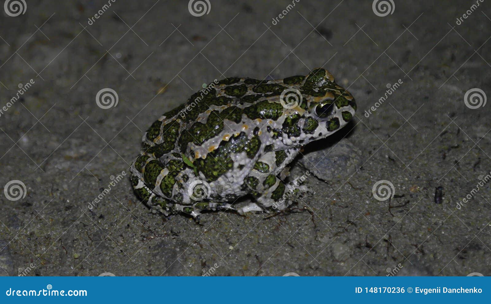 Common toad at black night stock photo. Image of russia - 148170236