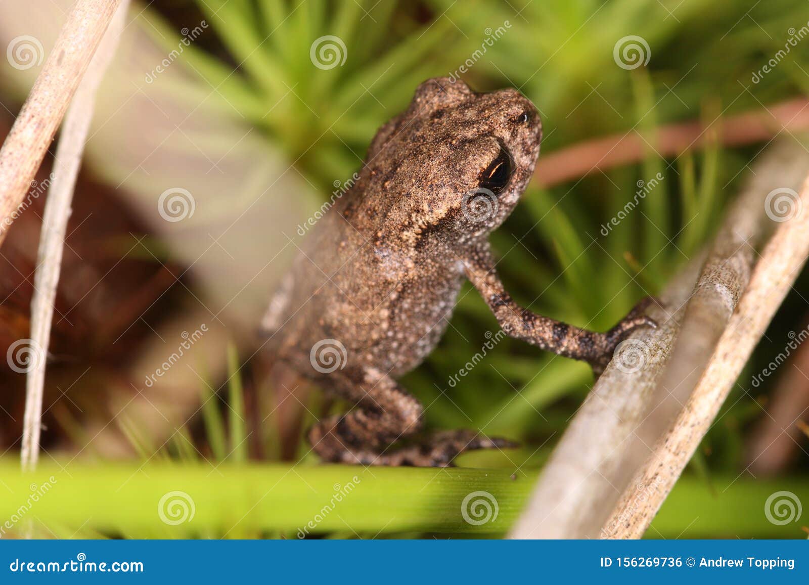 Common toad stock photo. Image of moss, toad, baby, nature - 156269736