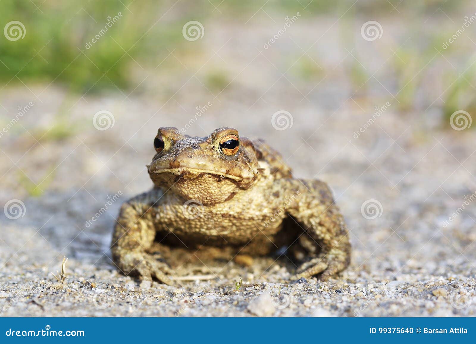 The common toad bufo bufo stock photo. Image of eyed - 99375640