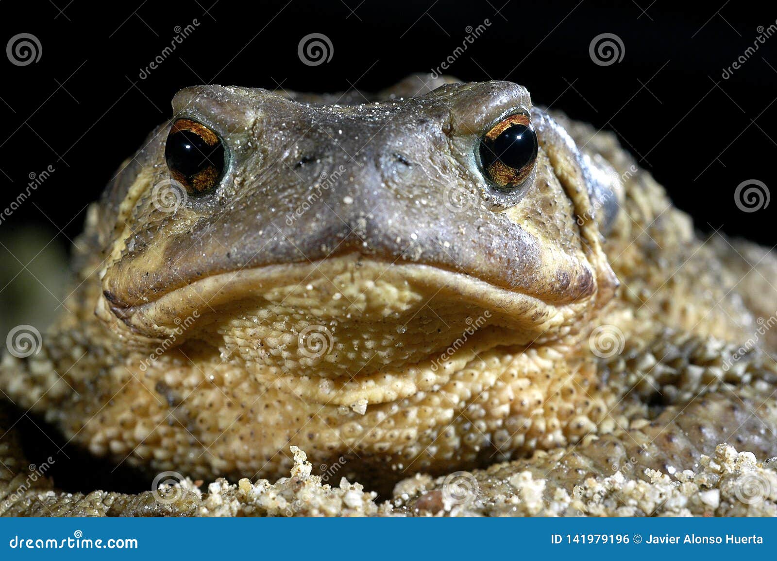 Common Toad Bufo Bufo, Amphibian Stock Photo - Image of animal, closeup ...