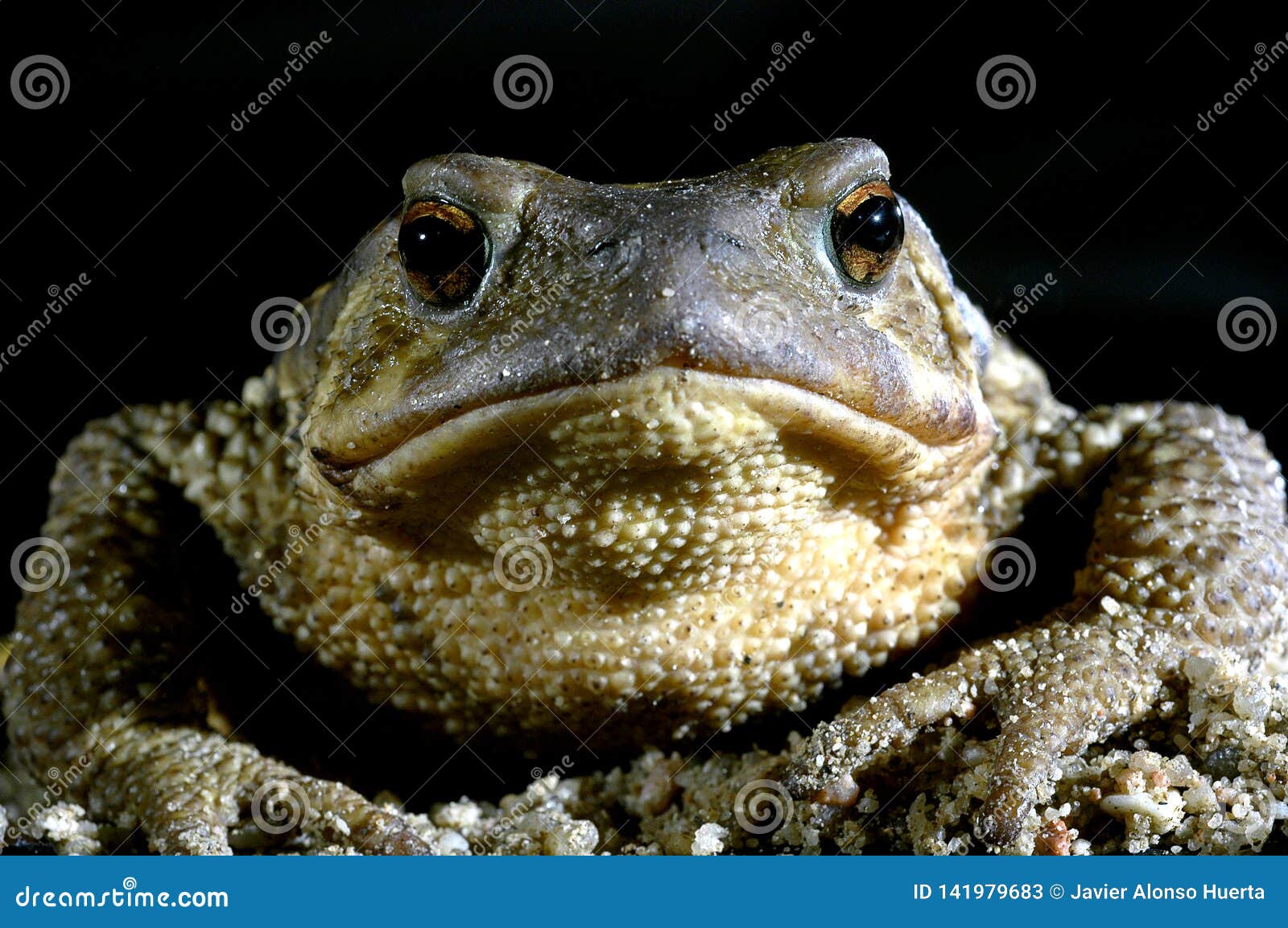 Common Toad Bufo Bufo, Amphibian Stock Image - Image of macro, european ...