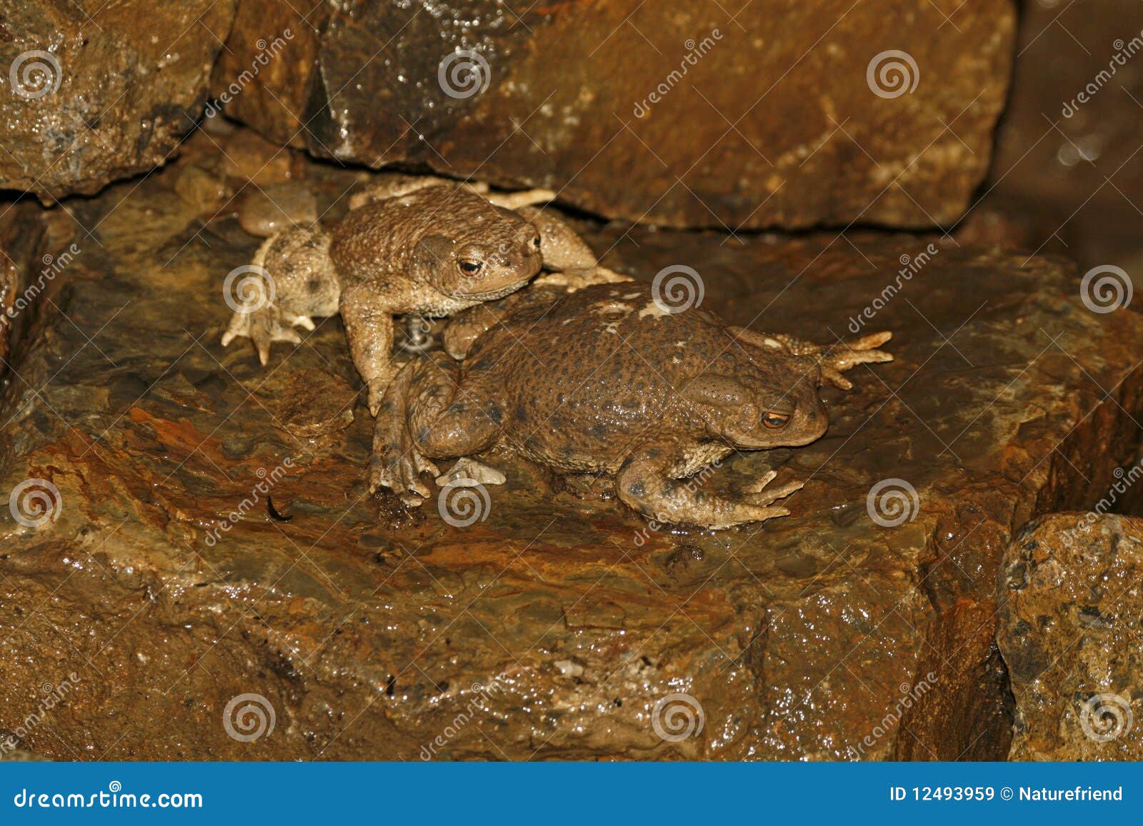 Common toad, Bufo bufo stock image. Image of amphibian - 12493959
