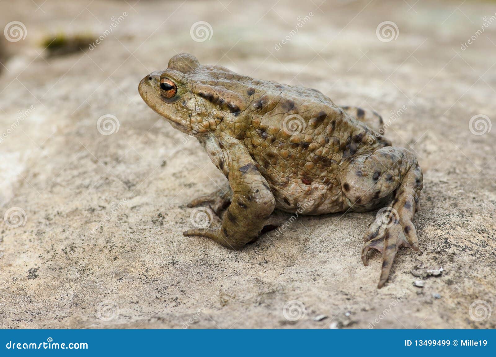 Common Toad (Bufo bufo) stock image. Image of wildlife - 13499499