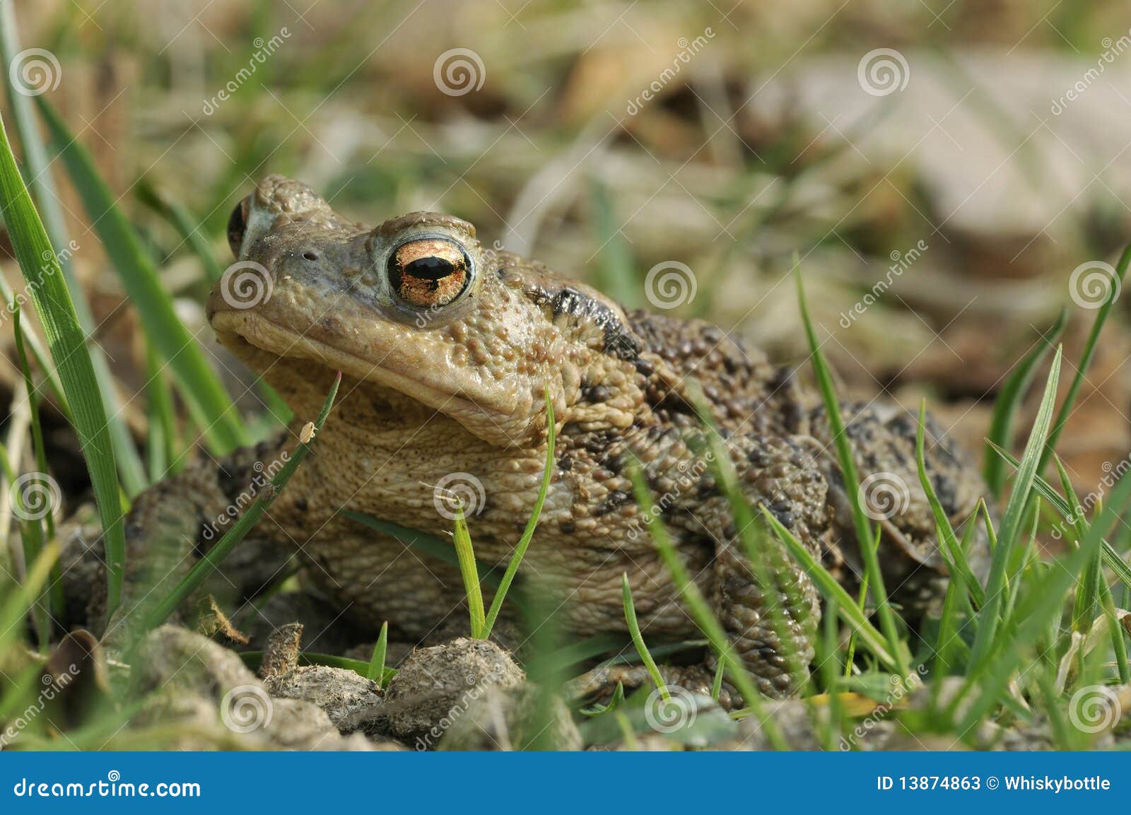 Common Toad - Bufo bufo stock image. Image of damp, wales - 13874863