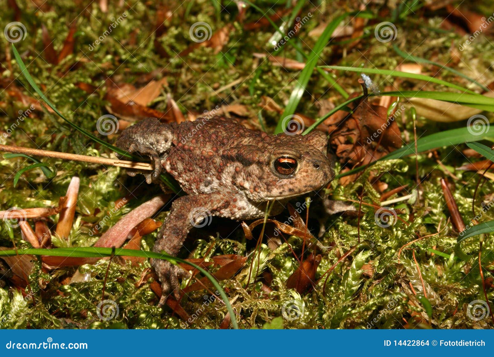 Common toad (Bufo bufo) stock photo. Image of brown, close - 14422864