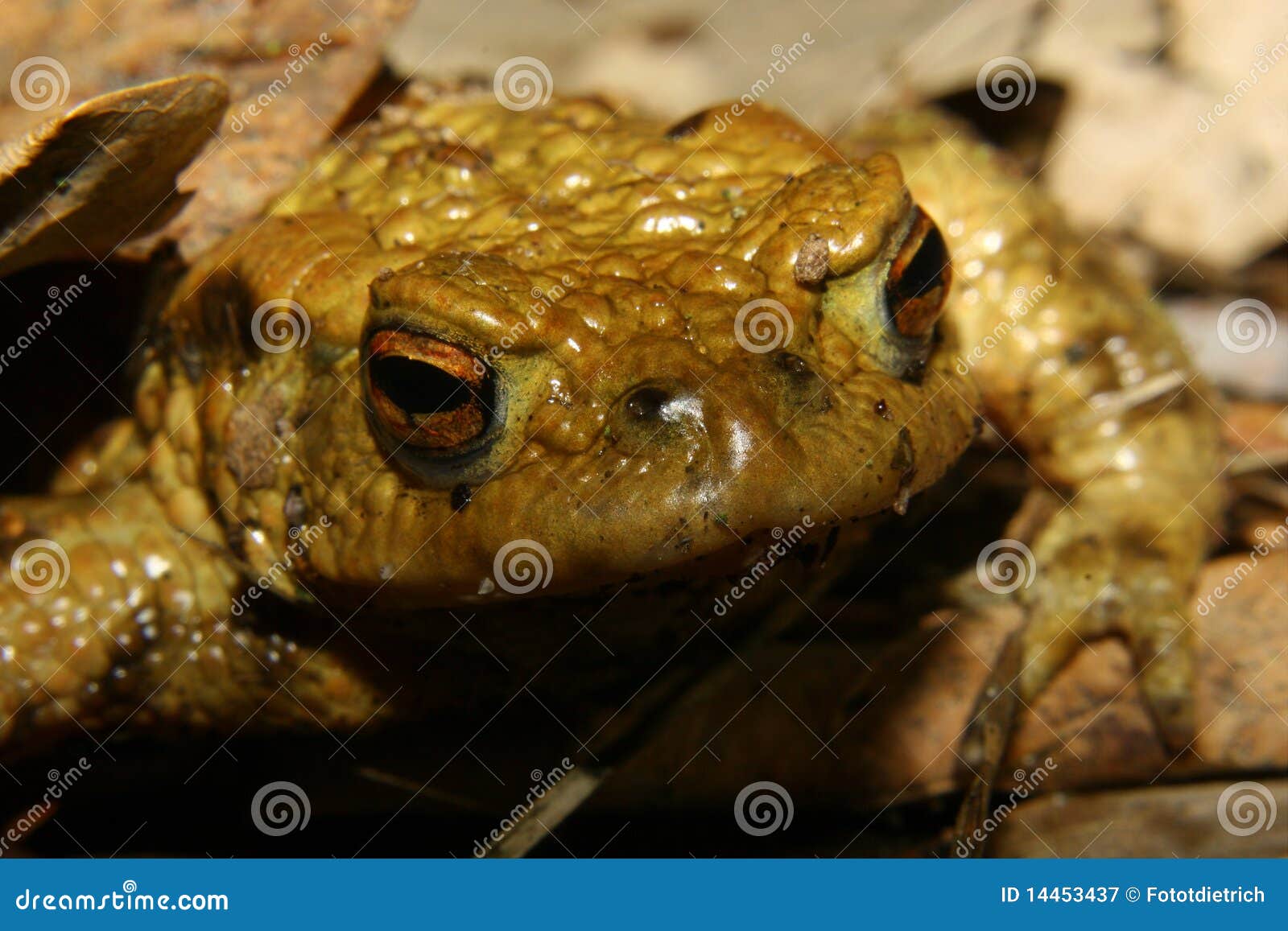Common toad (Bufo bufo) stock image. Image of damp, lake - 14453437