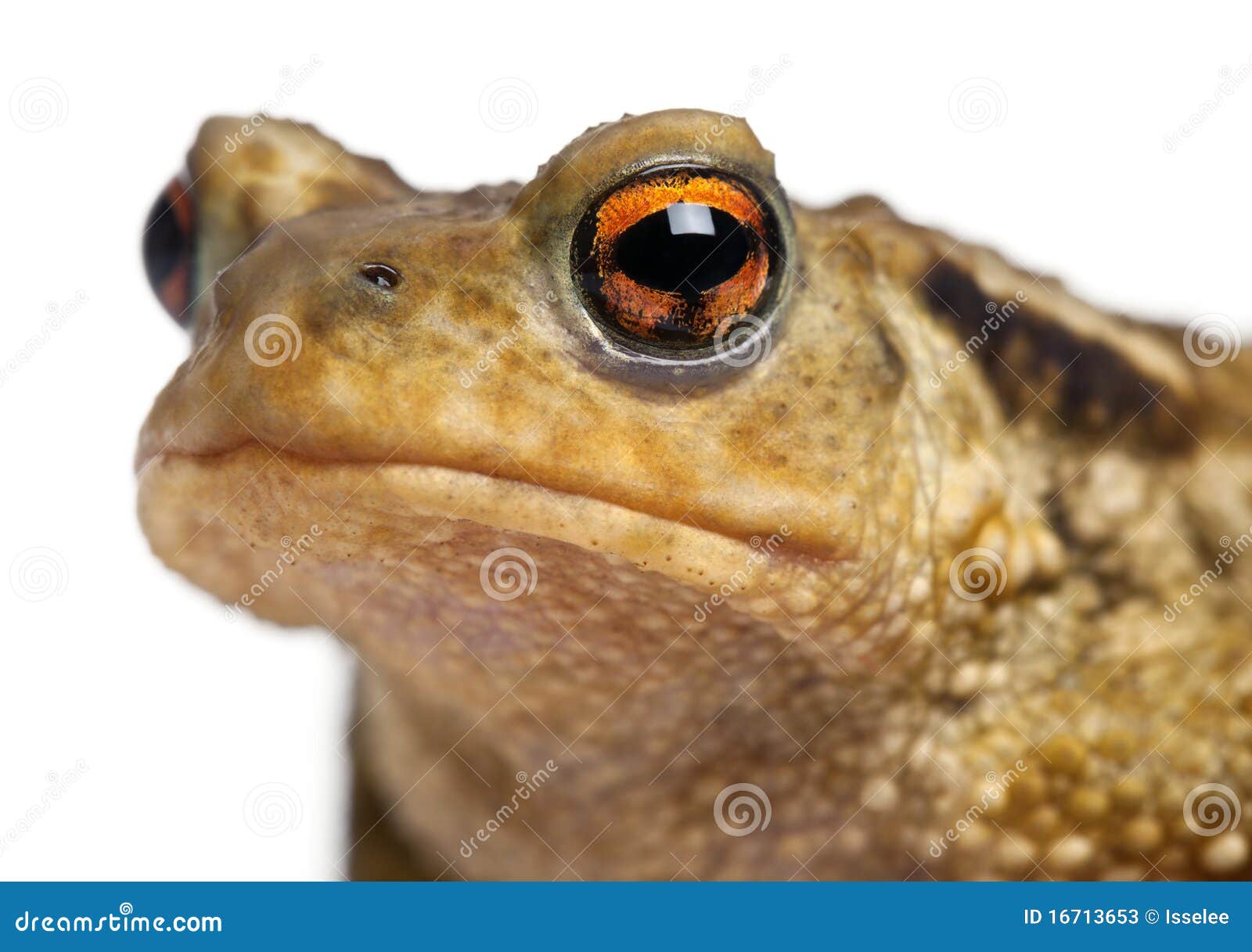 Common toad, bufo bufo, stock image. Image of horizontal - 16713653