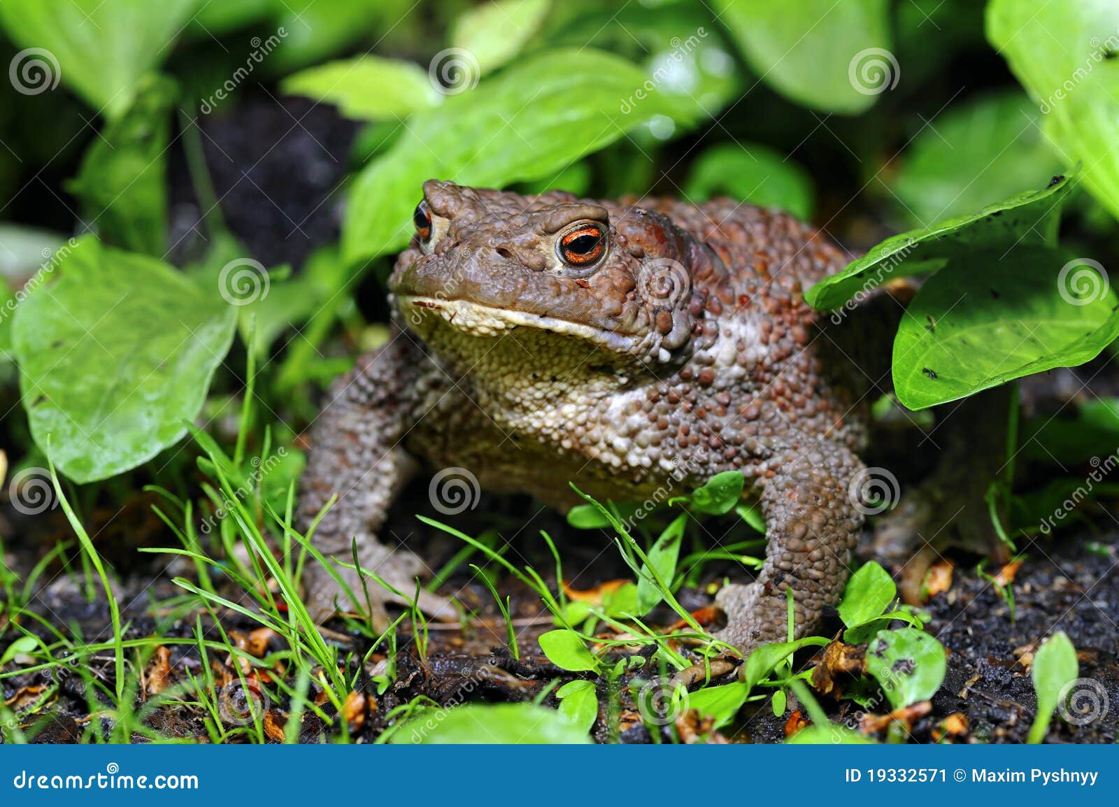 Common toad - (Bufo bufo) stock image. Image of amphibian - 19332571