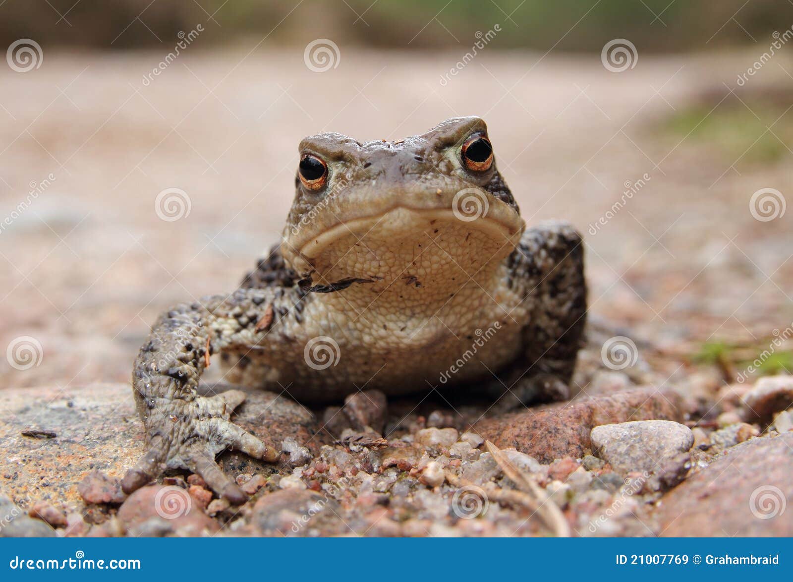 Common Toad (Bufo bufo) stock image. Image of ground - 21007769