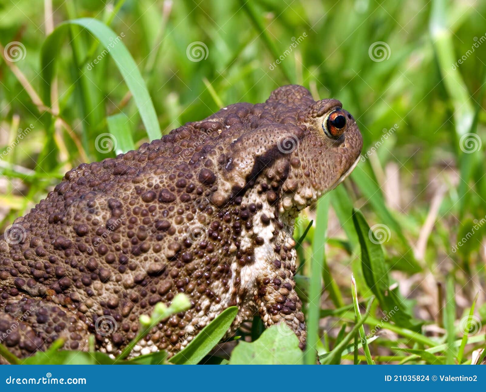 Common toad bufo bufo stock photo. Image of nature, macro - 21035824