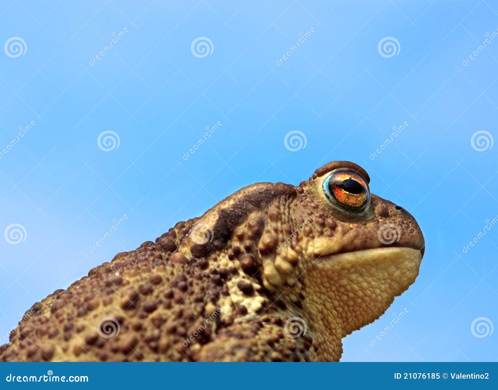 Common toad bufo bufo stock image. Image of brown, amphibian - 21076185