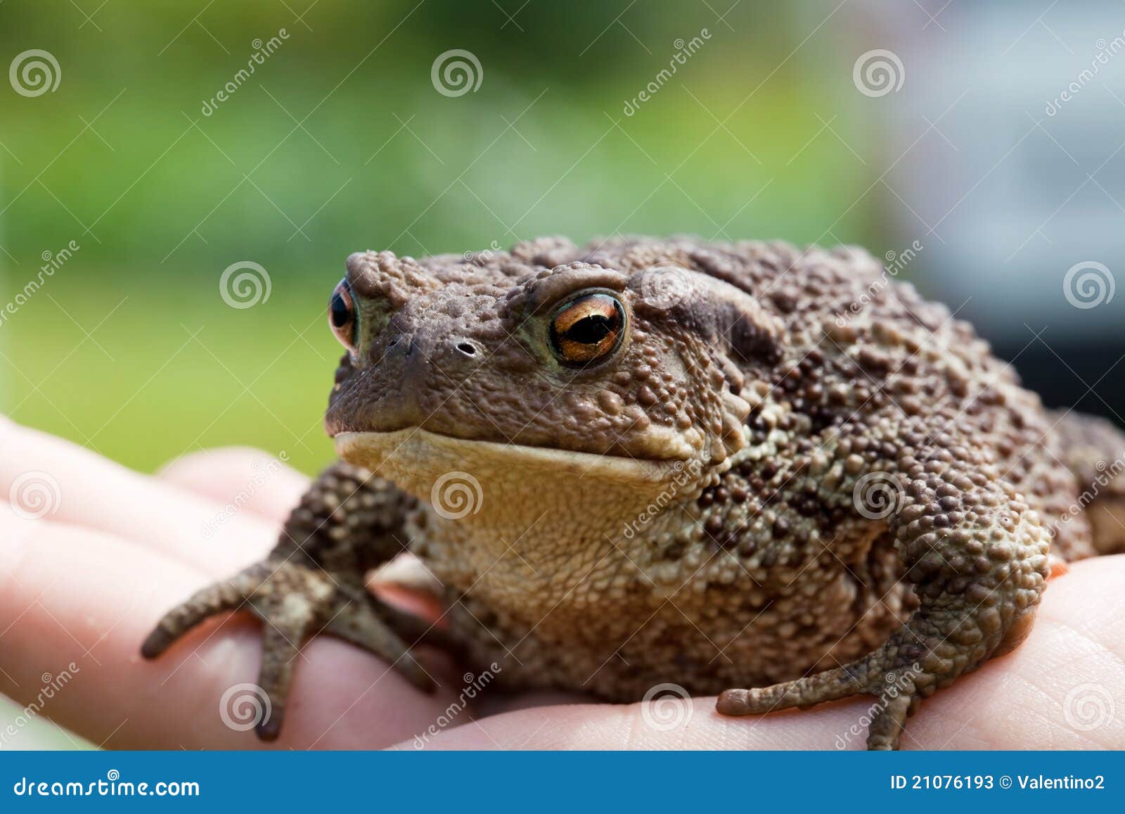 Common toad bufo bufo stock image. Image of amphibian - 21076193