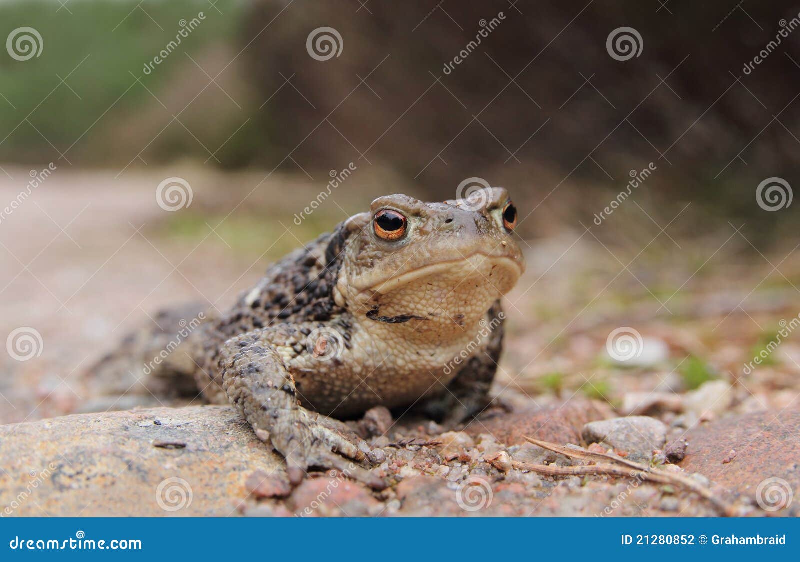 Common Toad (Bufo bufo) stock photo. Image of wildlife - 21280852