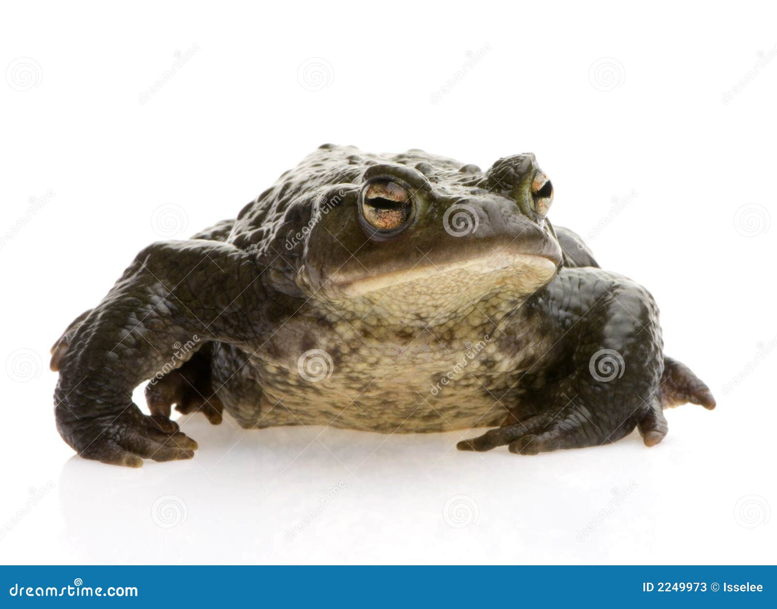 Common Toad - Bufo bufo stock image. Image of amphibian - 2249973