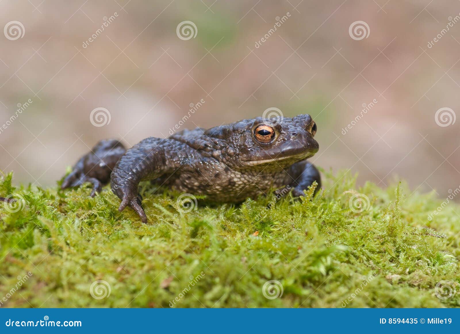Common Toad (Bufo bufo) stock image. Image of bufo, nature - 8594435