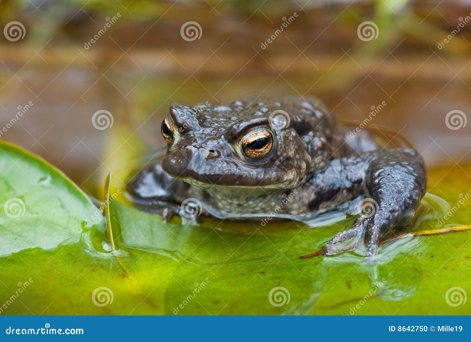 Common Toad (Bufo bufo) stock photo. Image of warty, warts - 8642750