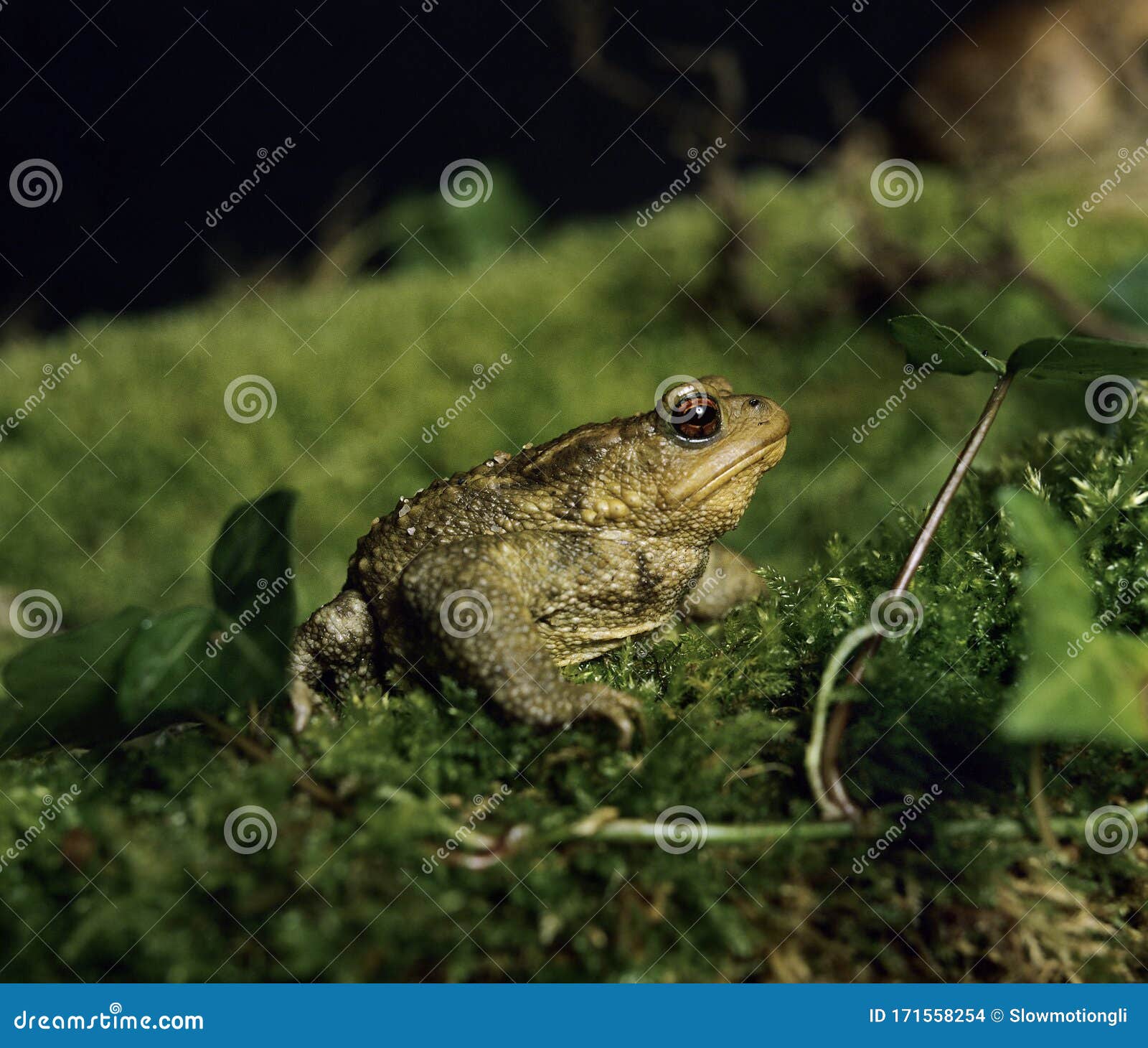 CRAPAUD COMMUN bufo bufo stock photo. Image of profile - 171558254