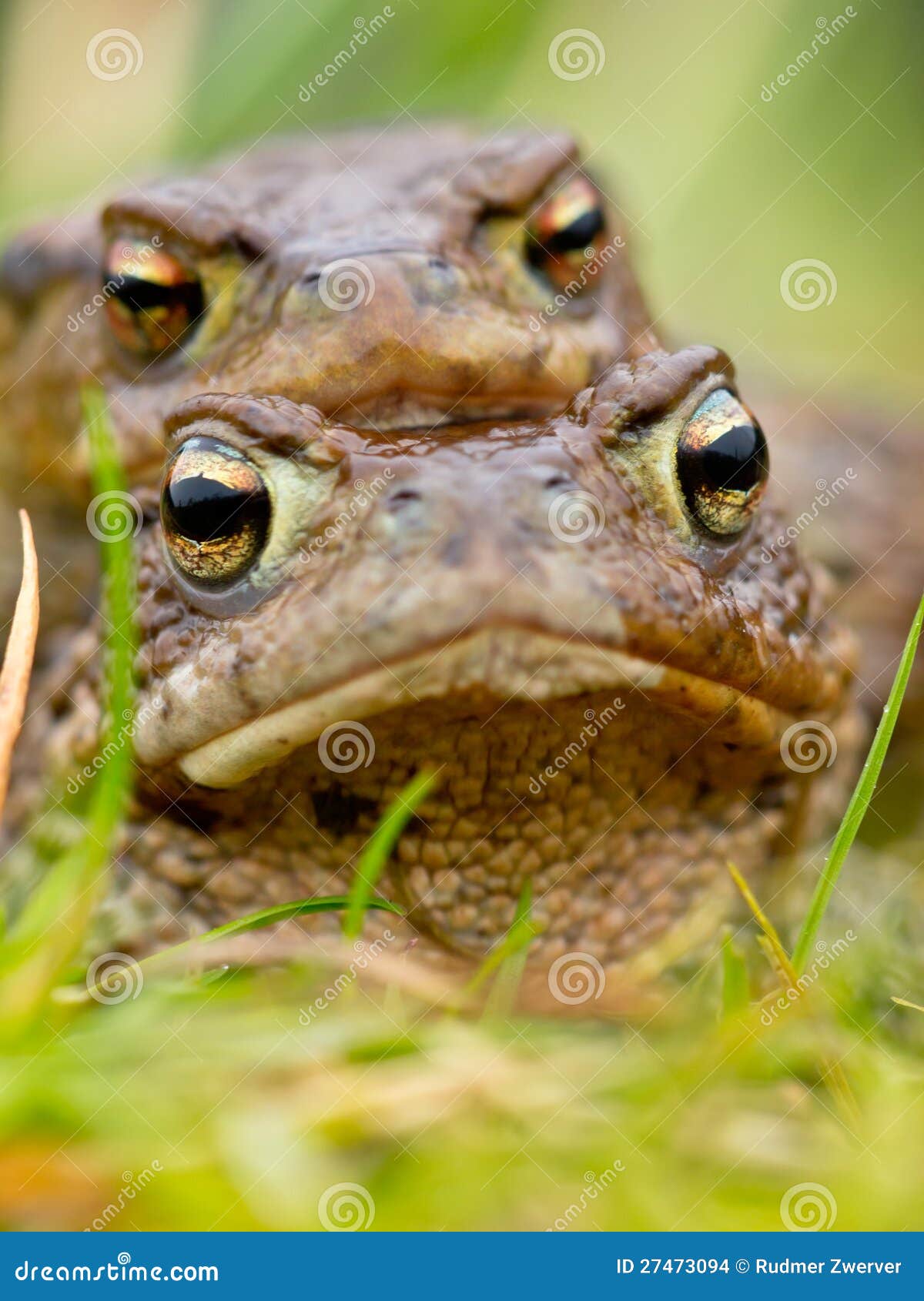 Common Toad (Bufo Bufo) in Amplex Stock Photo - Image of europe ...