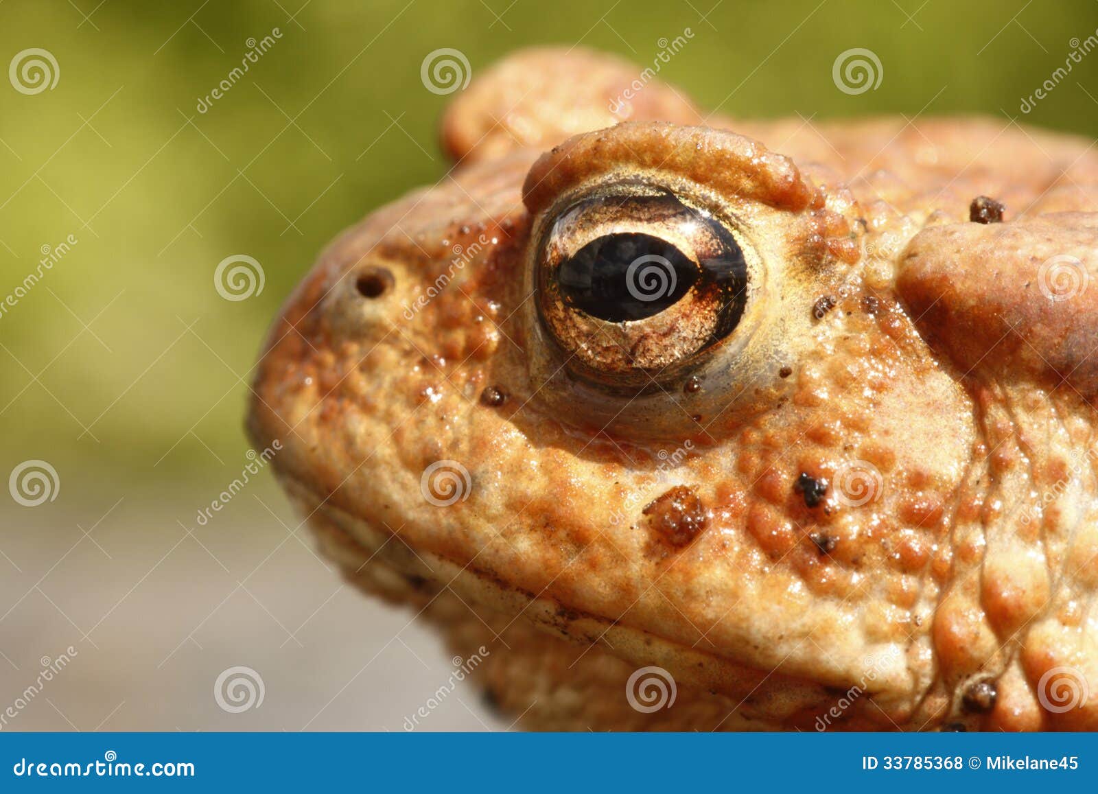 Common toad, Bufo bufo stock photo. Image of animal, skin - 33785368