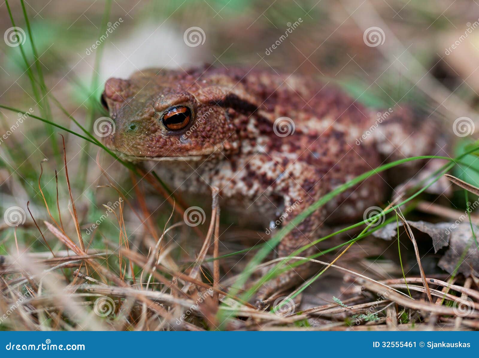 Common toad, bufo bufo stock image. Image of natural - 32555461