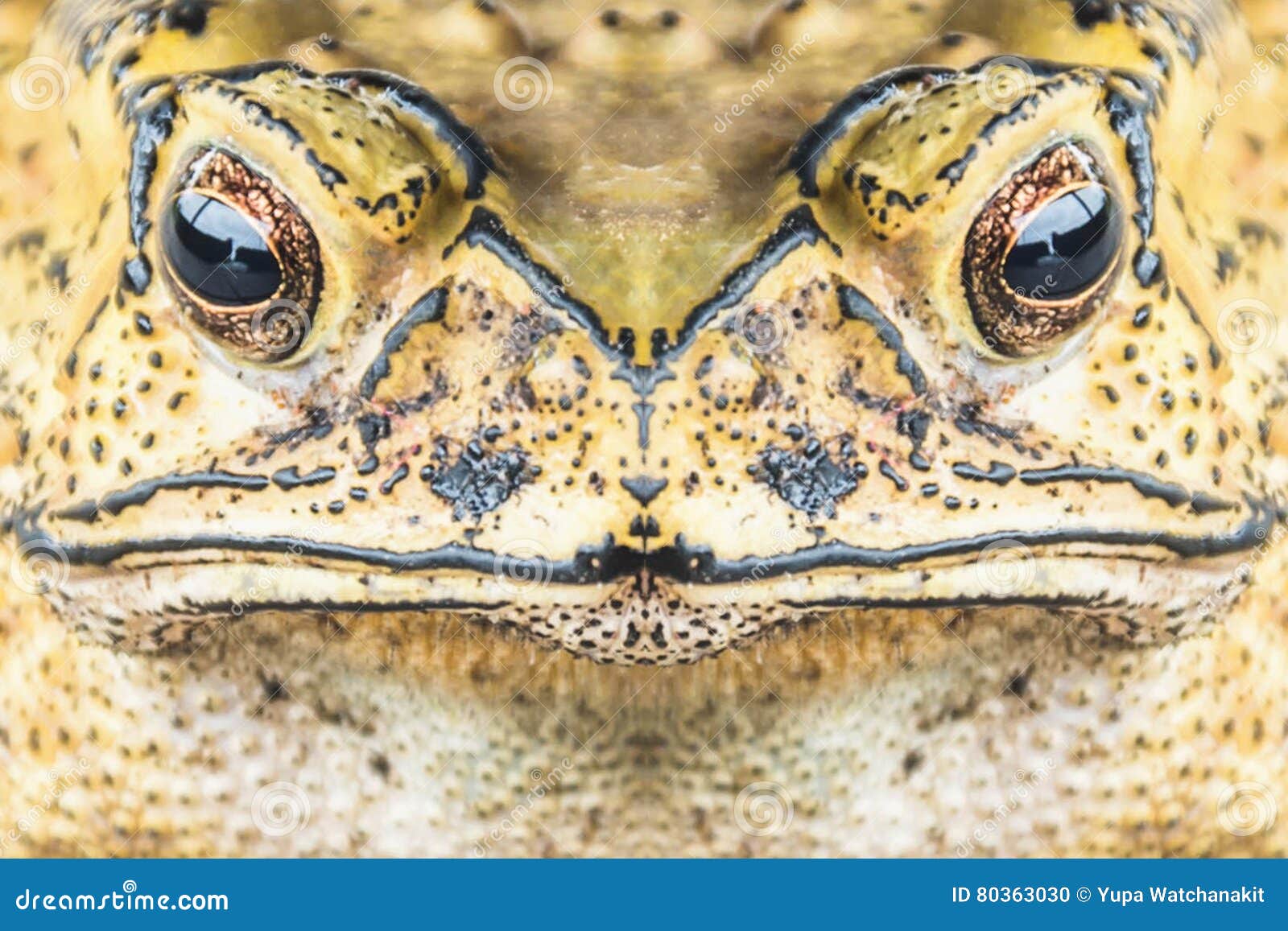 Common Toad stock photo. Image of mottled, animal, wilderness - 80363030