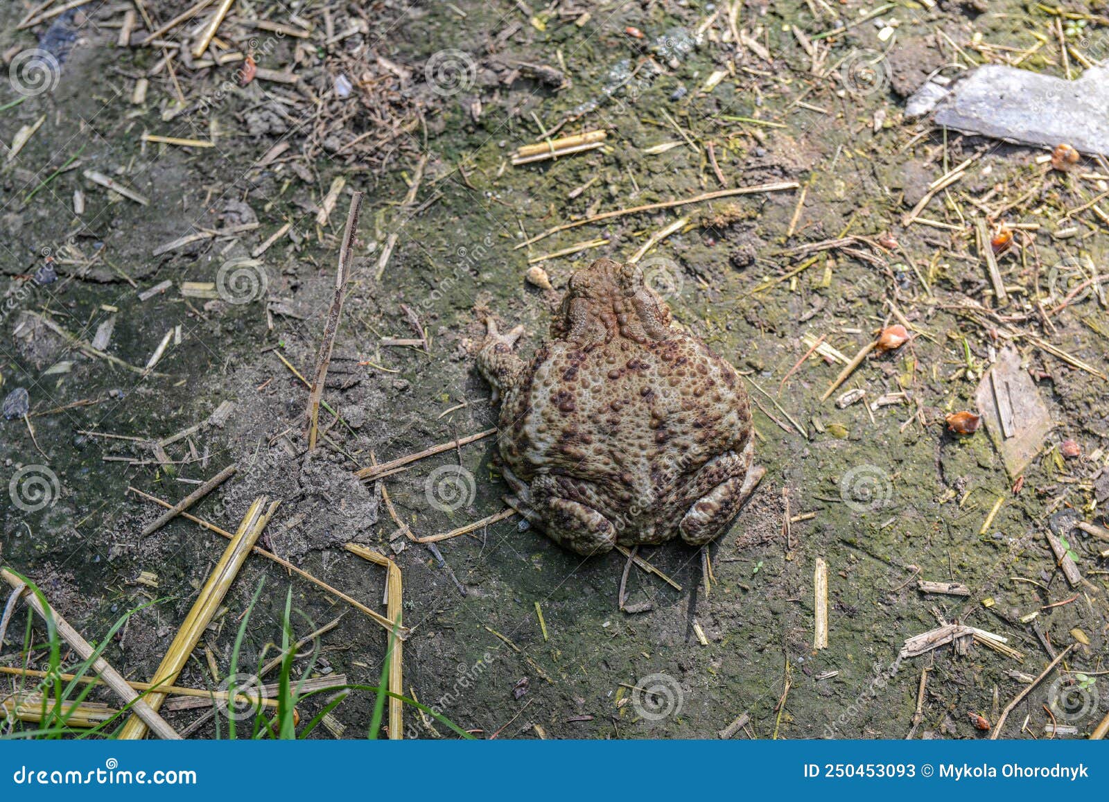 Common Toad Bufo Bufo Closeup Stock Image - Image of collection, full ...