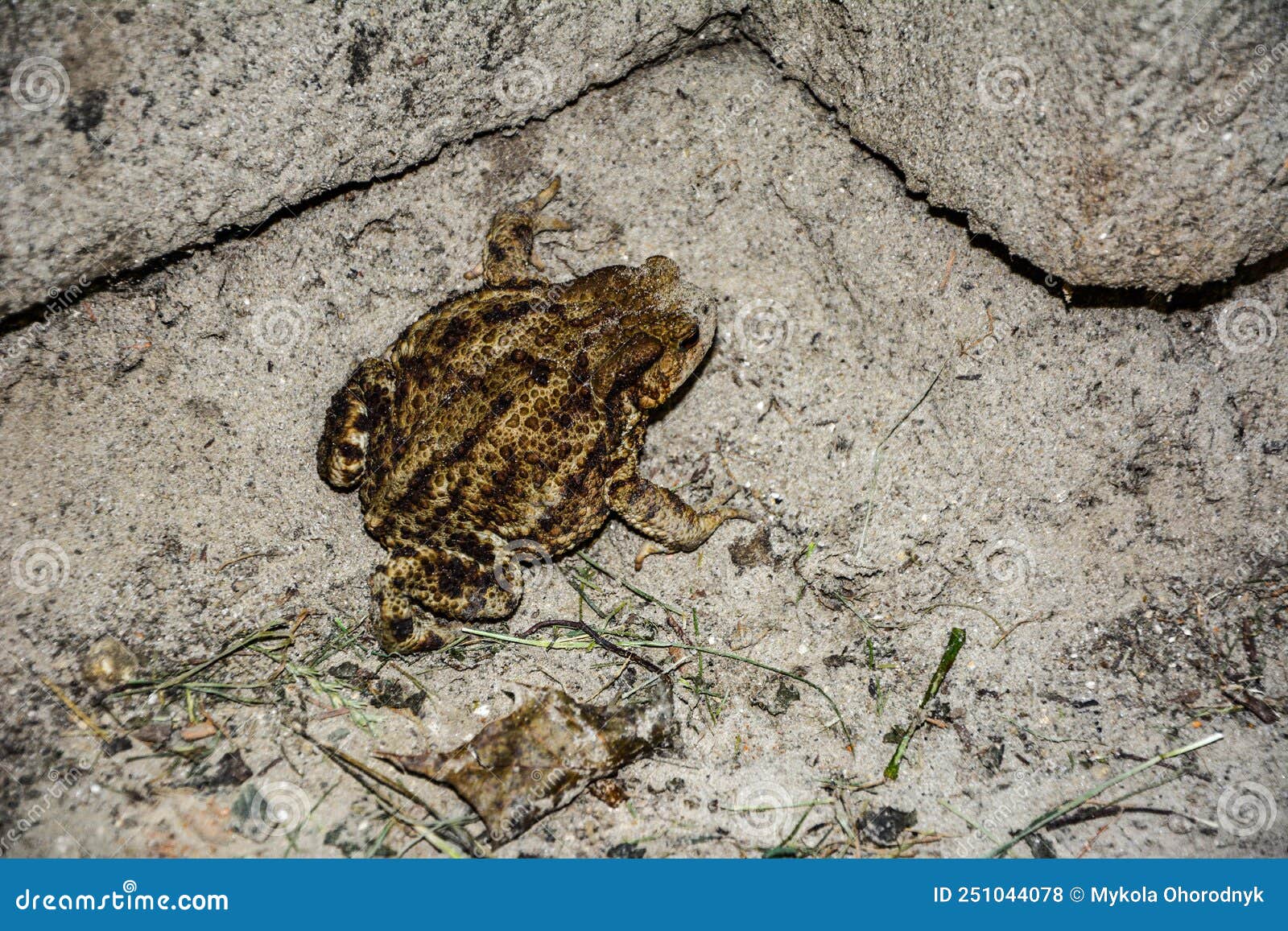 Common Toad Bufo Bufo Closeup Stock Photo - Image of reptile, amphibian ...