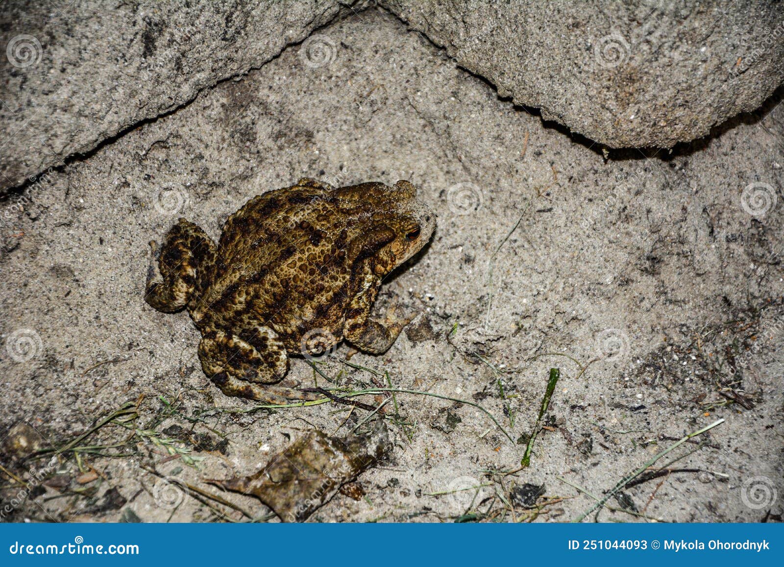 Common Toad Bufo Bufo Closeup Stock Image - Image of outdoors ...