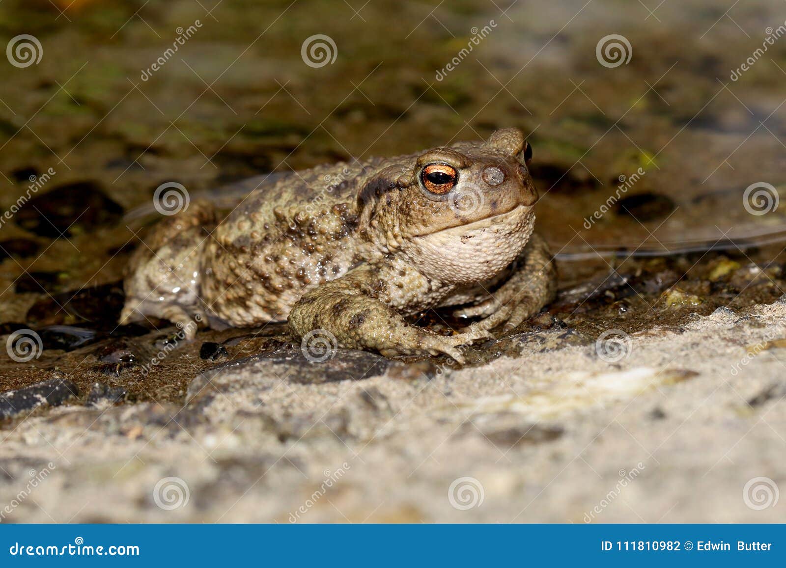 Common Toad Bufo bufo stock photo. Image of larvae, hatching - 111810982