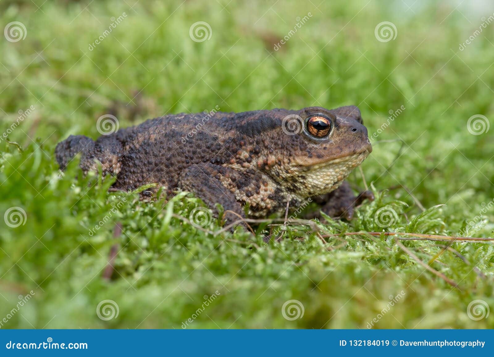 Common Toad Bufo bufo stock image. Image of pads, insectivorous - 132184019