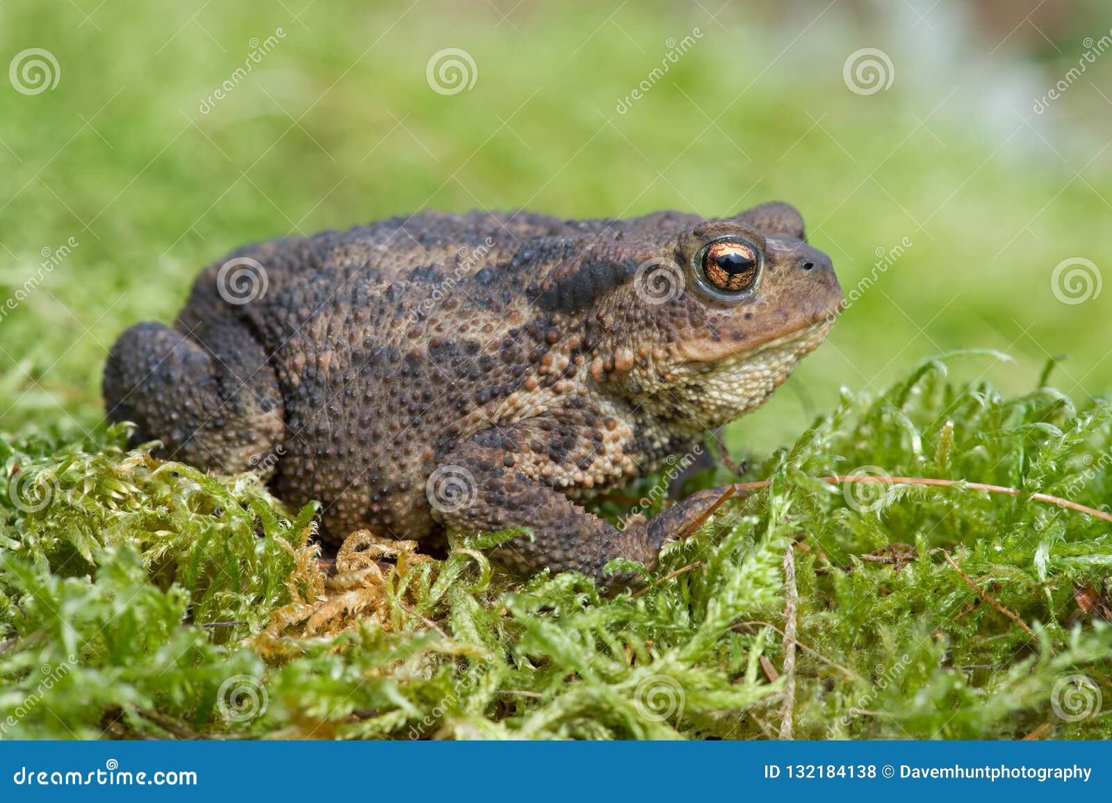 Common Toad Bufo bufo stock photo. Image of outdoors - 132184138