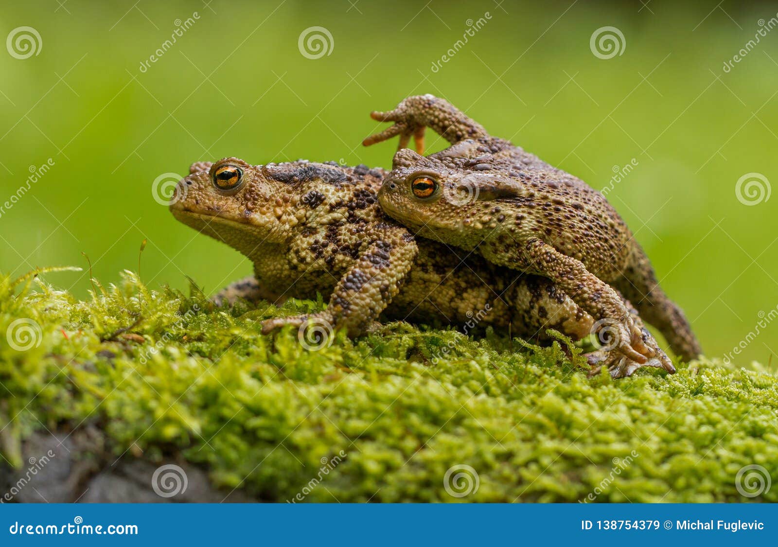 Common Toad Bufo Bufo in Czech Republc Stock Image - Image of male ...