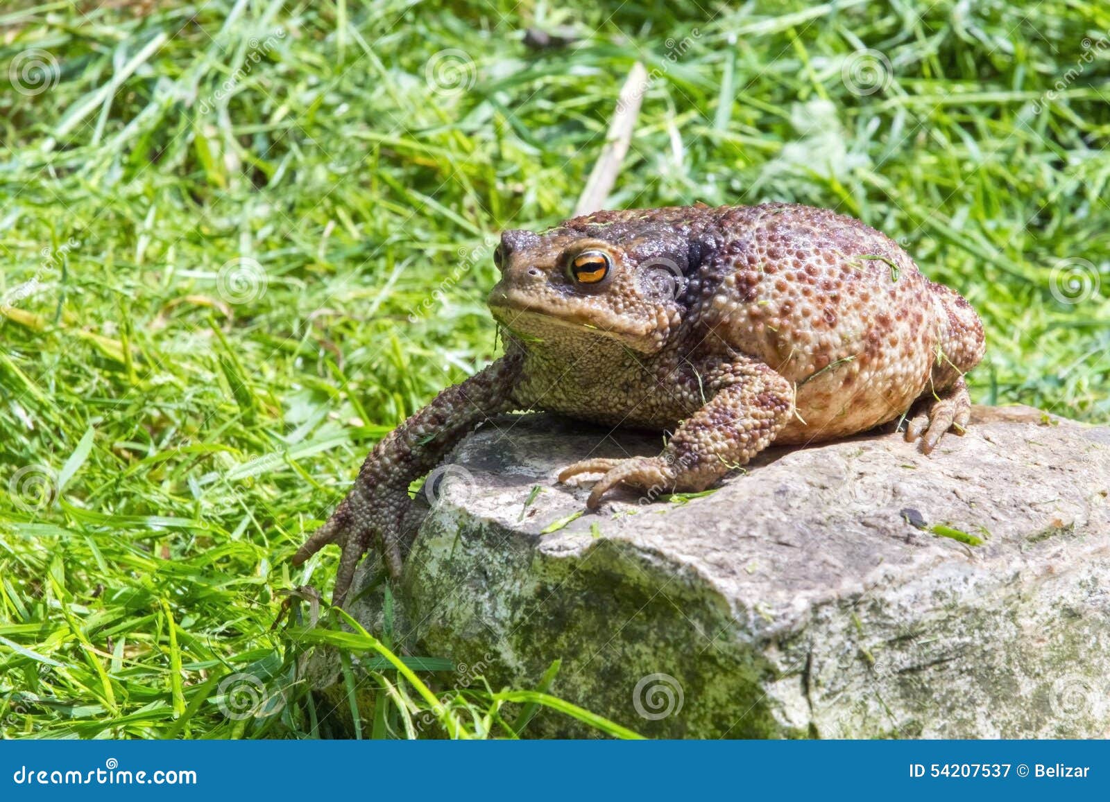Common toad (Bufo bufo) stock image. Image of huge, bufo - 54207537