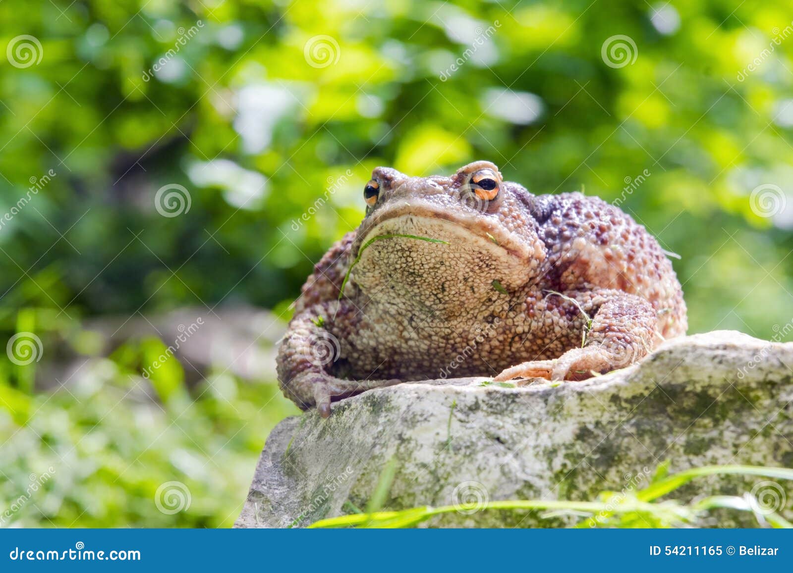 Common toad (Bufo bufo) stock image. Image of amphibian - 54211165
