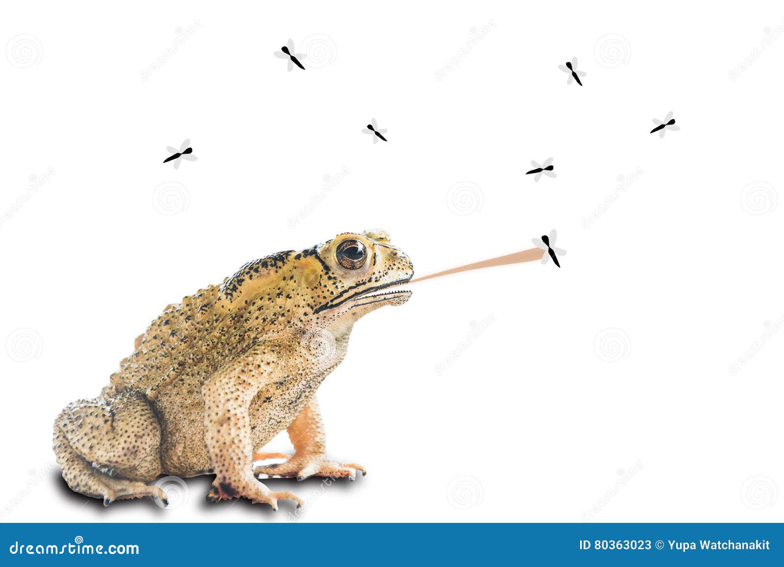 Common Toad stock image. Image of brown, species, sticky - 80363023